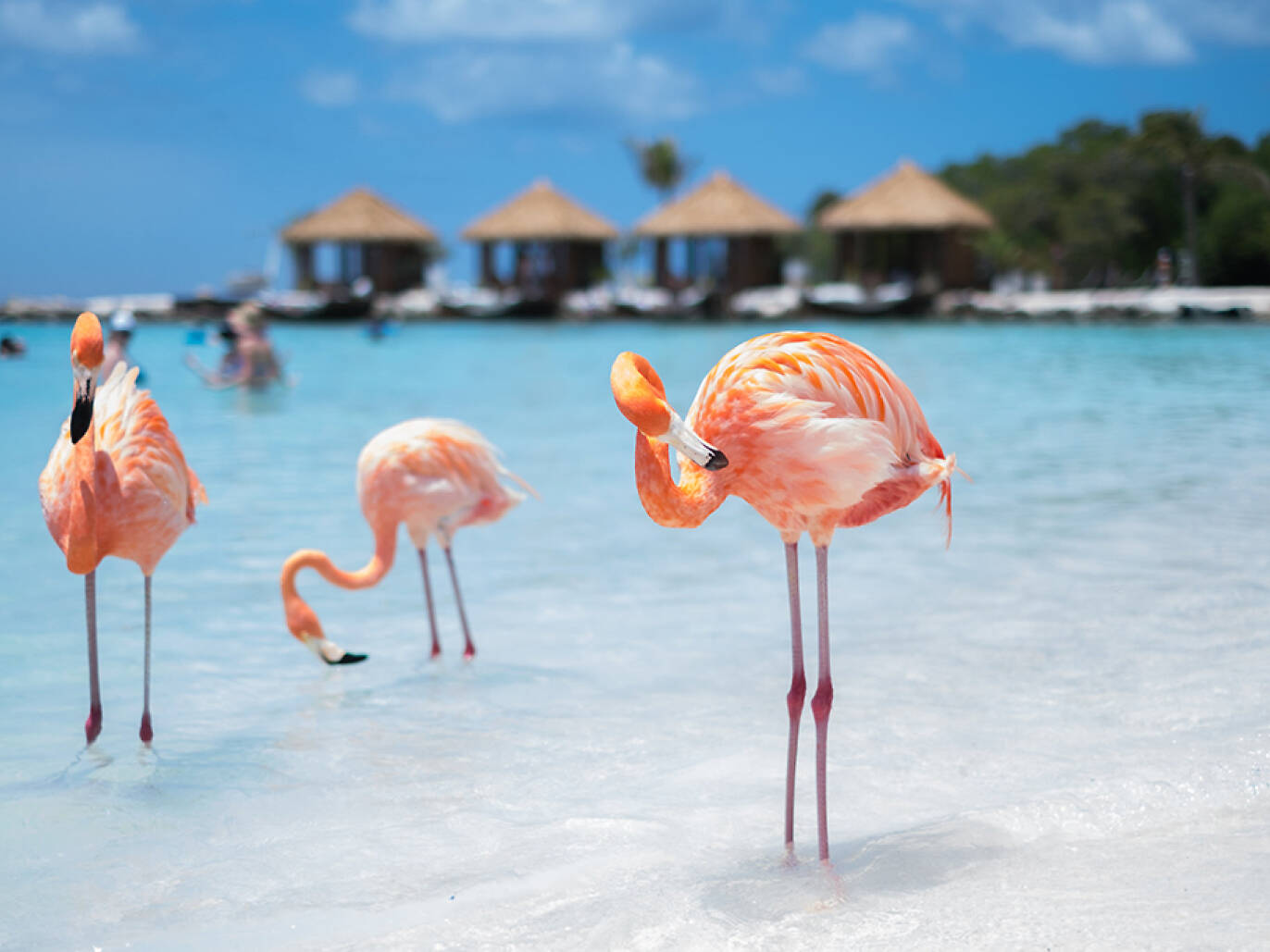 Things to do in Aruba | 14 Best Activities and Attractions