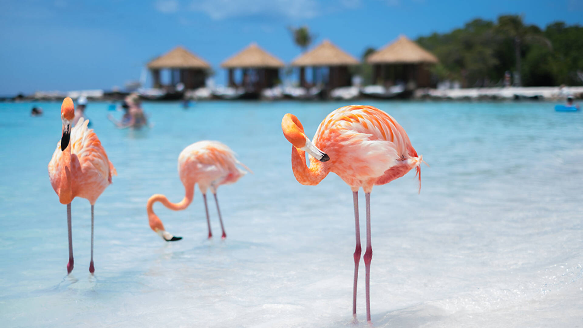 Things to do in Aruba | 14 Best Activities and Attractions