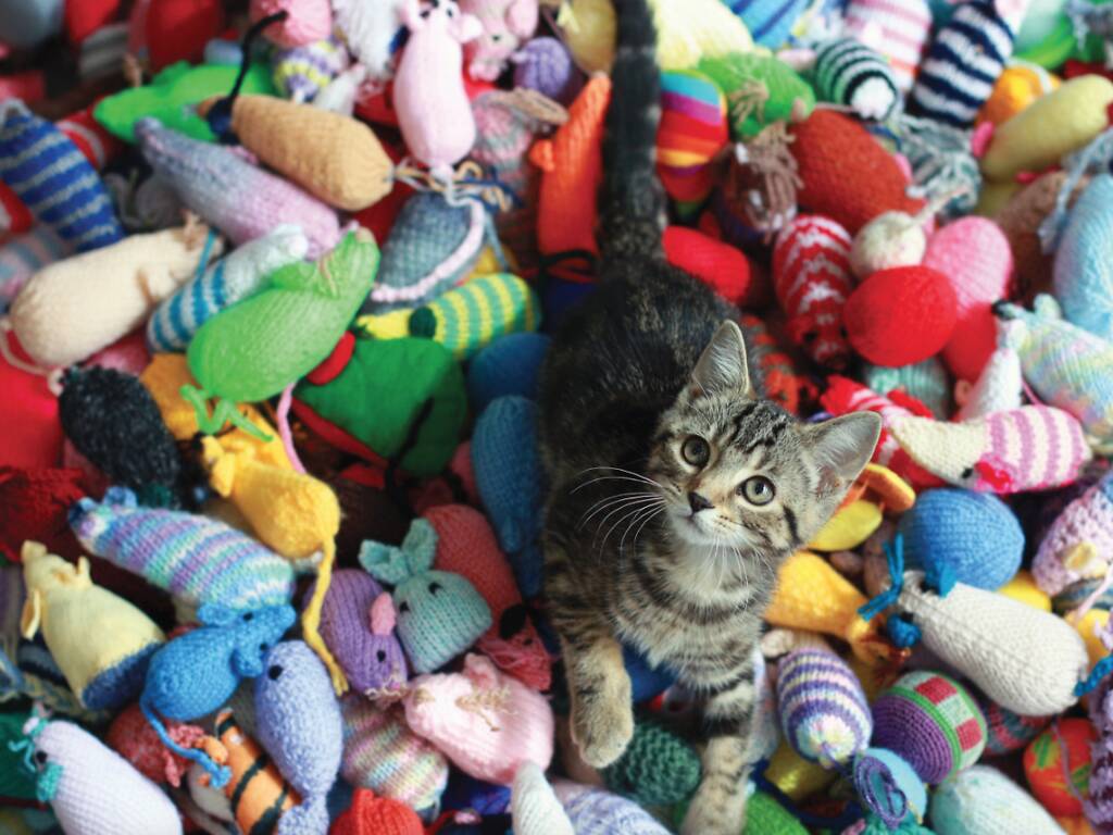 London For Cat People | 8 Things To Do In London If You Love Cats