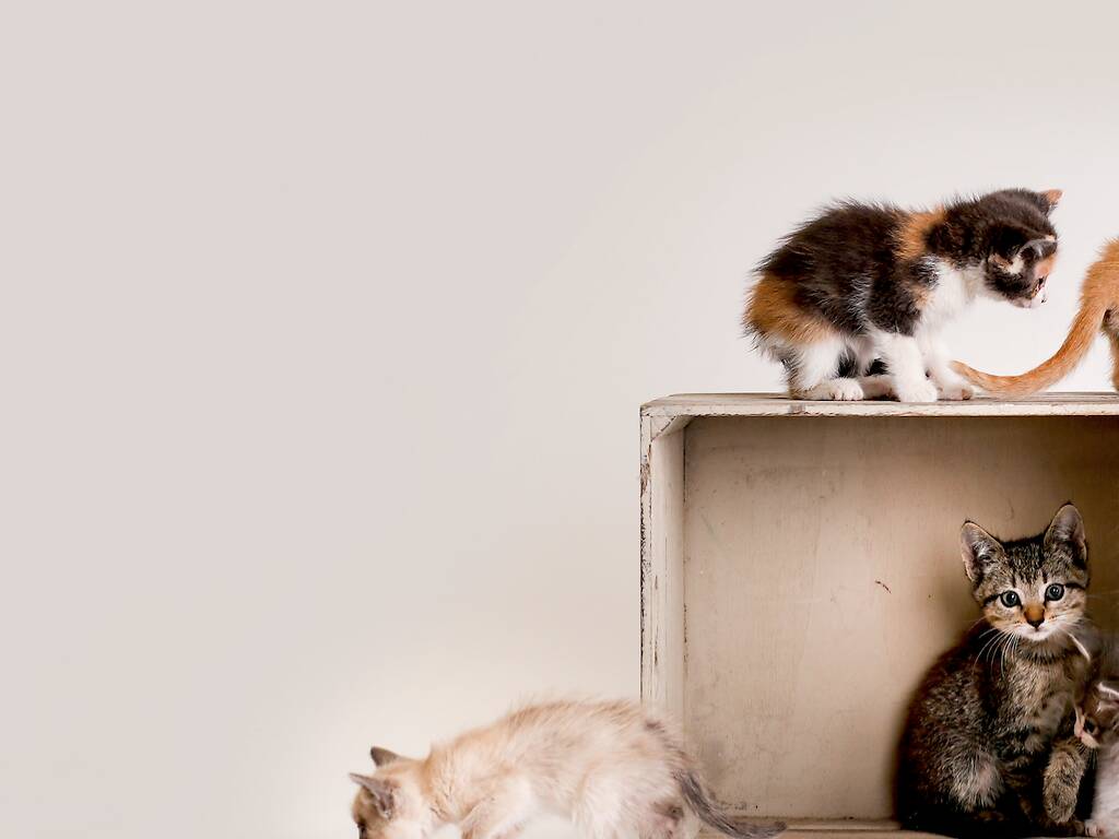 The cutest pet cats in London – Time Out London
