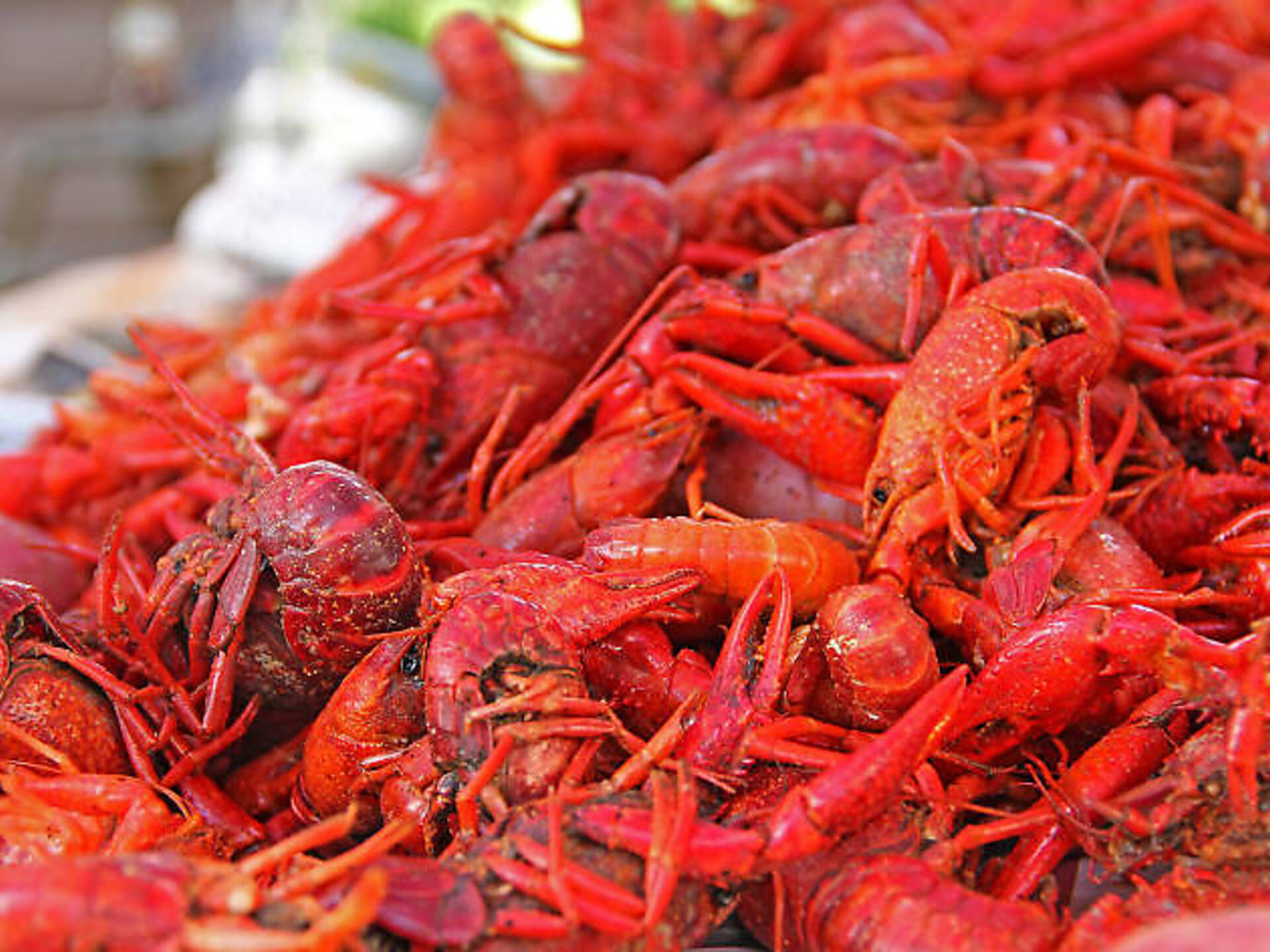 Things to Do in Louisiana | 12 Essential Experiences