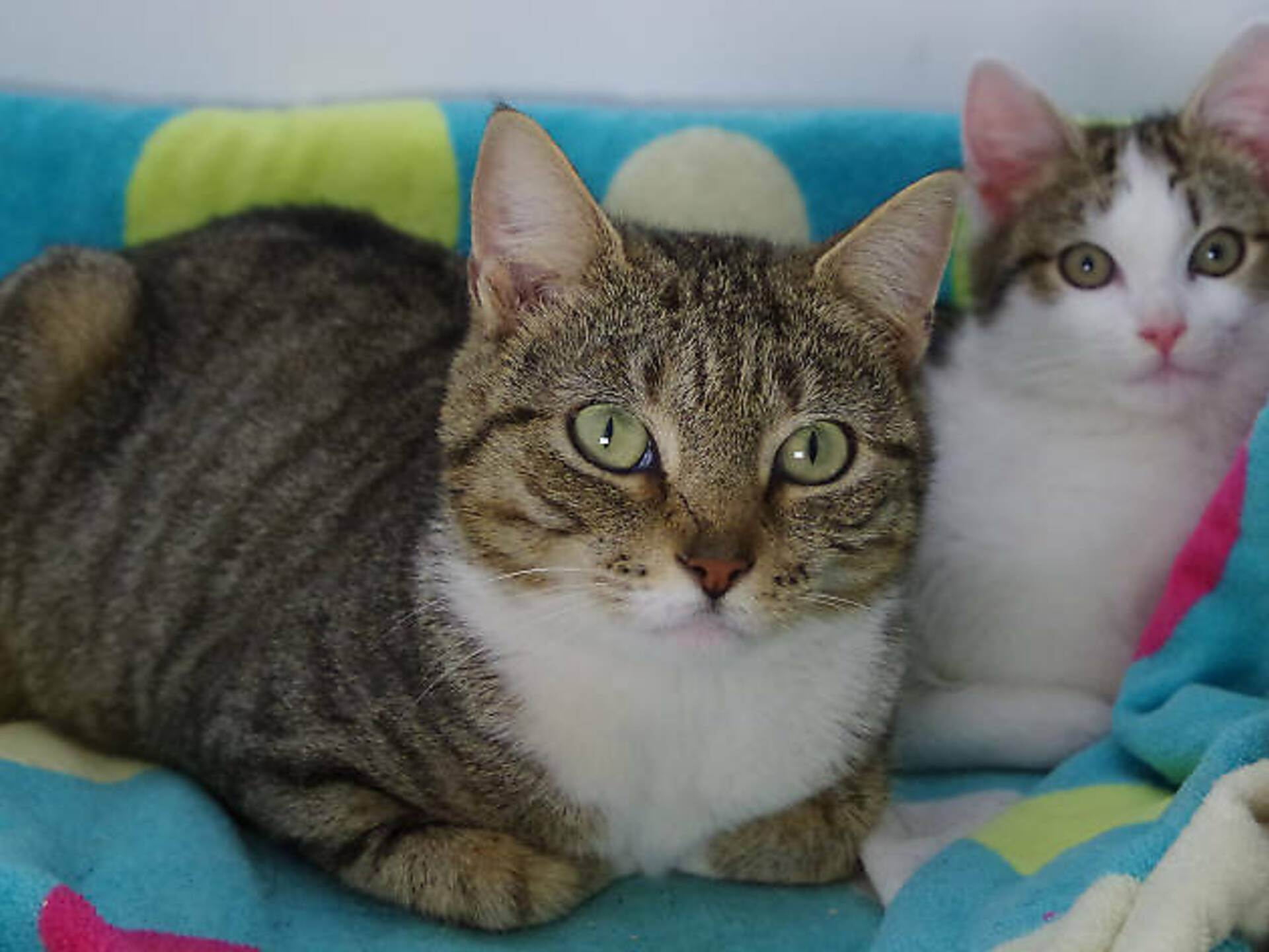 London For Cat People | 8 Things To Do In London If You Love Cats