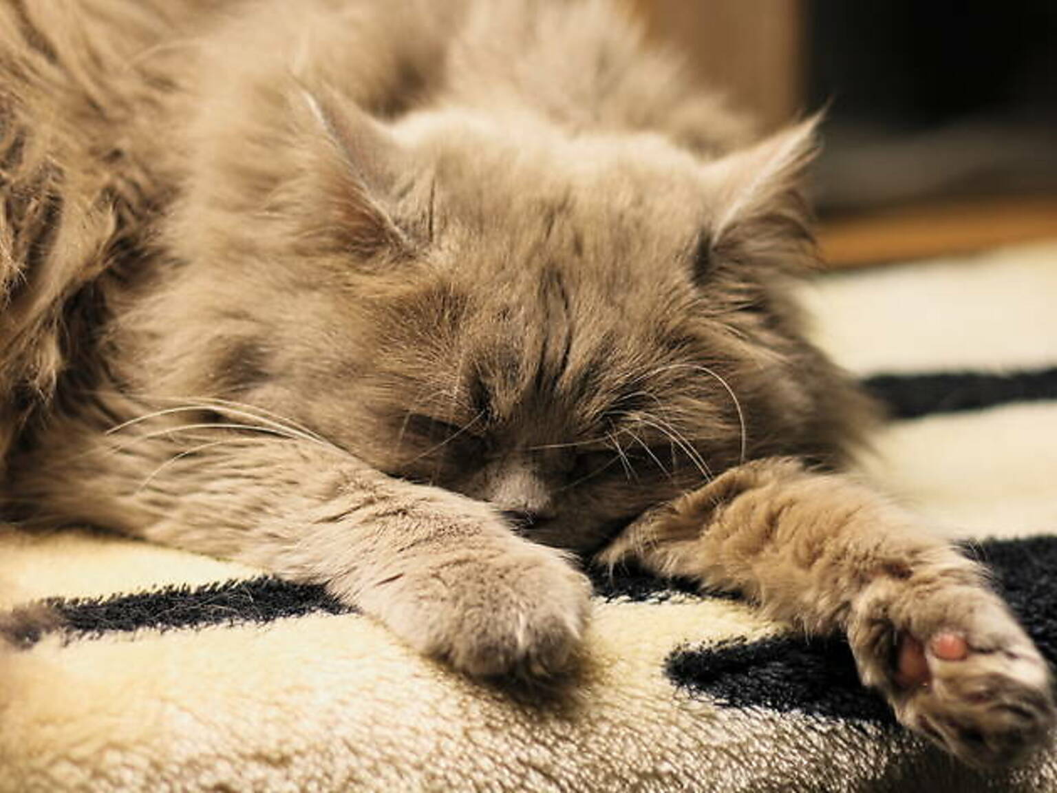 London For Cat People | 8 Things To Do In London If You Love Cats