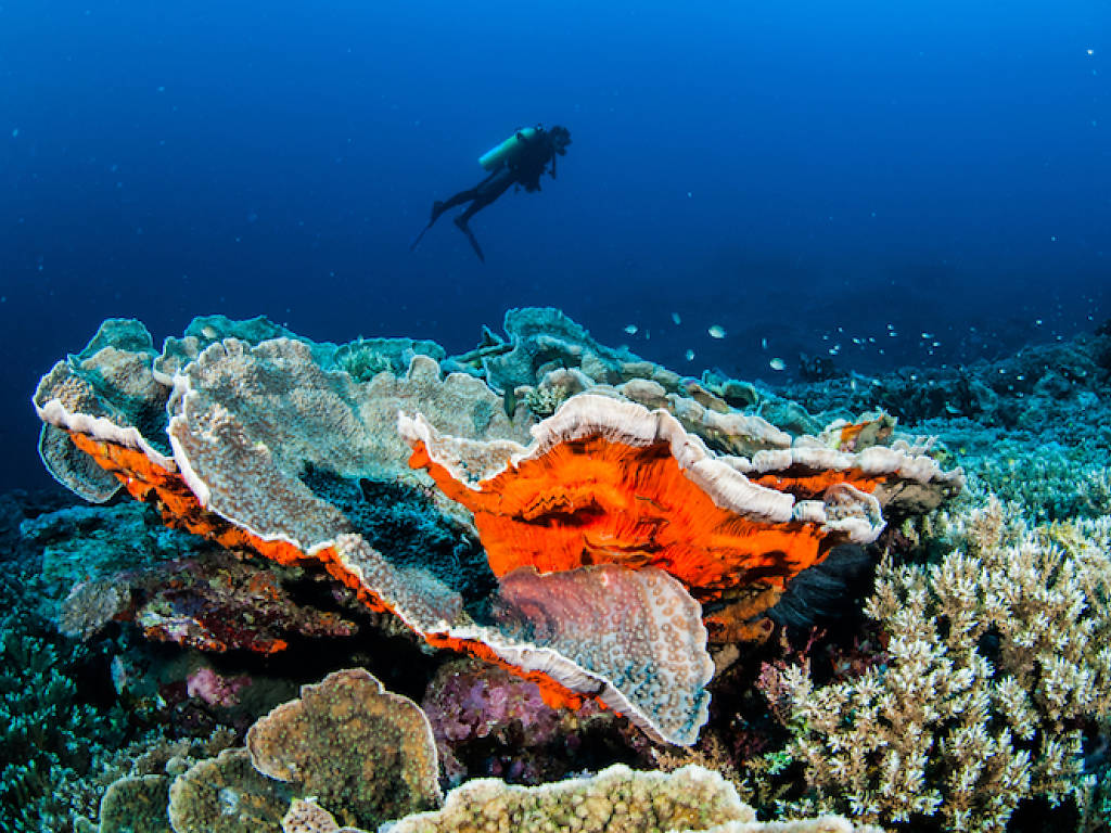 12 Best Diving Spots In Southeast Asia