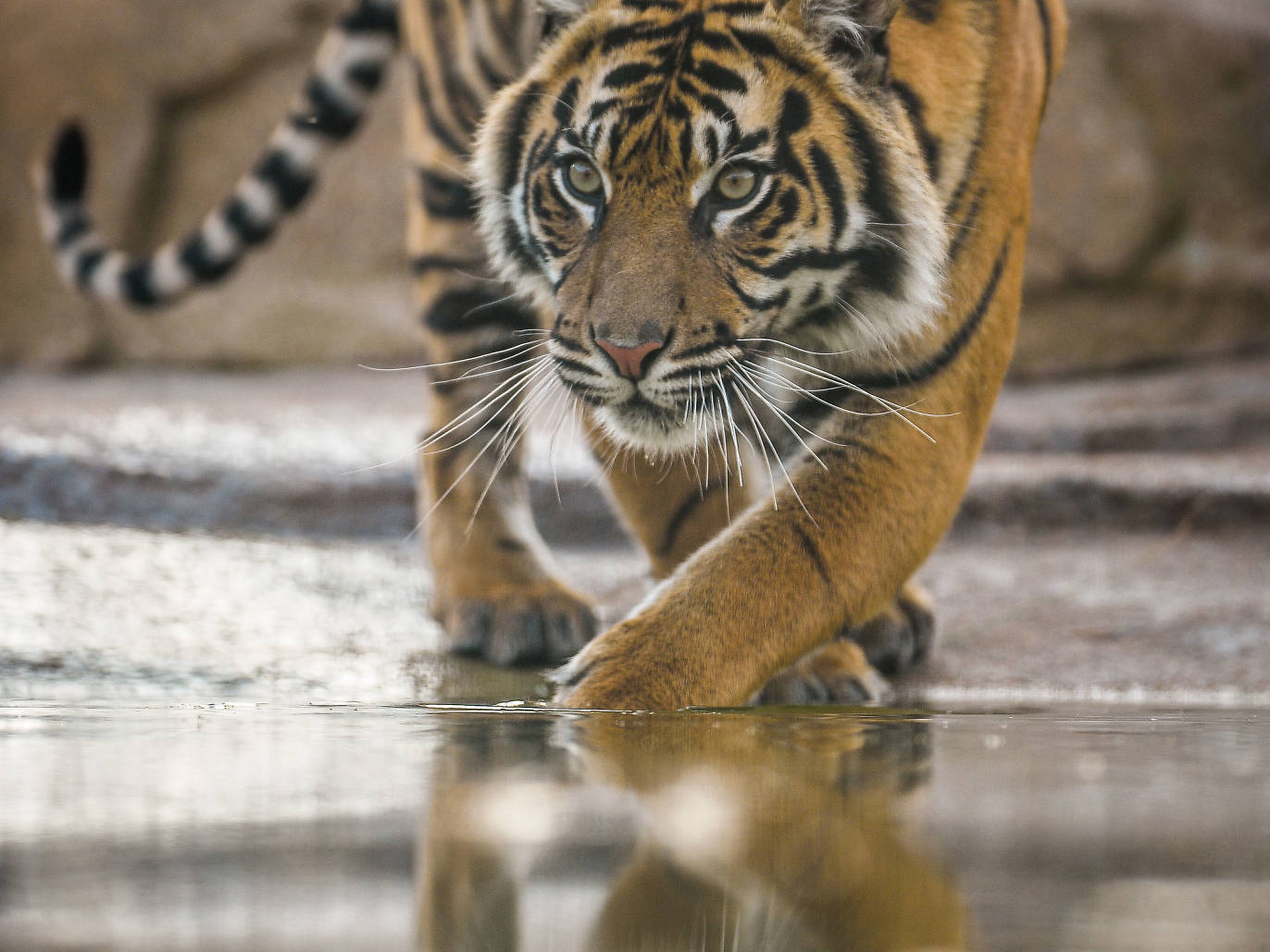 Best Things To Do in Chester | 9 Great Activities