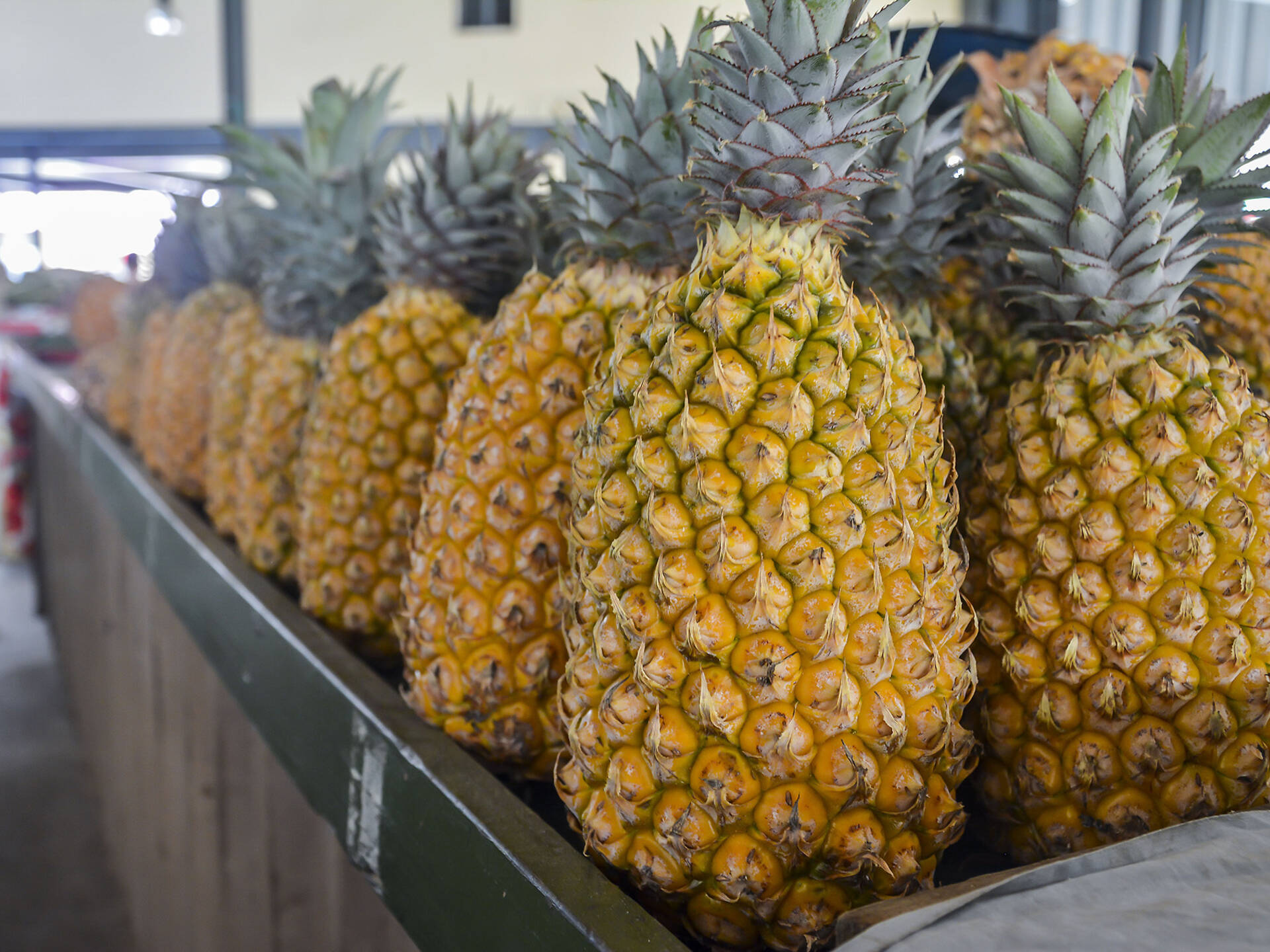 Best Things To Do in Fiji | 11 Essential Attractions