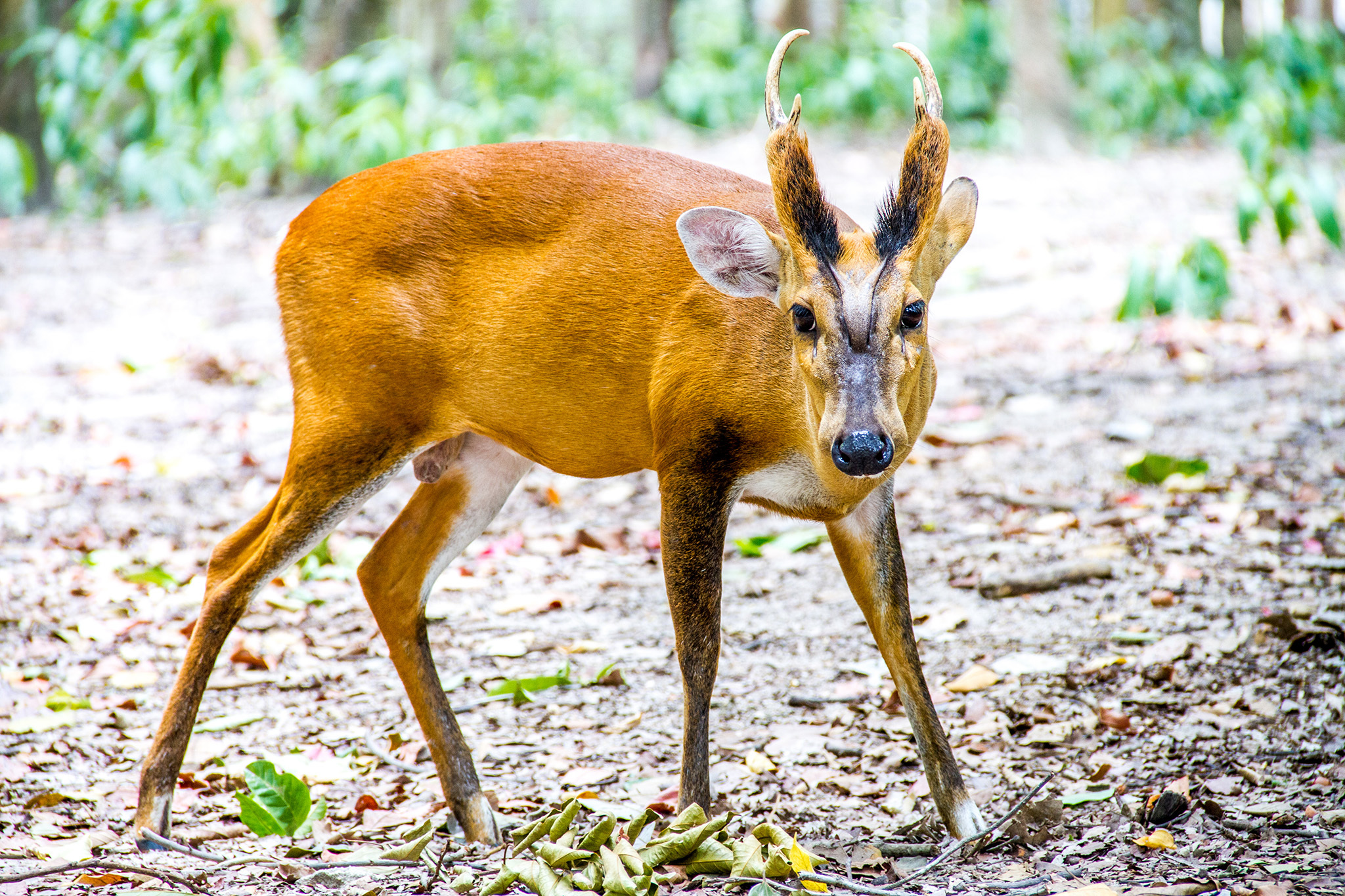Best Things To Do in Cambodia | 12 Must-See Attractions