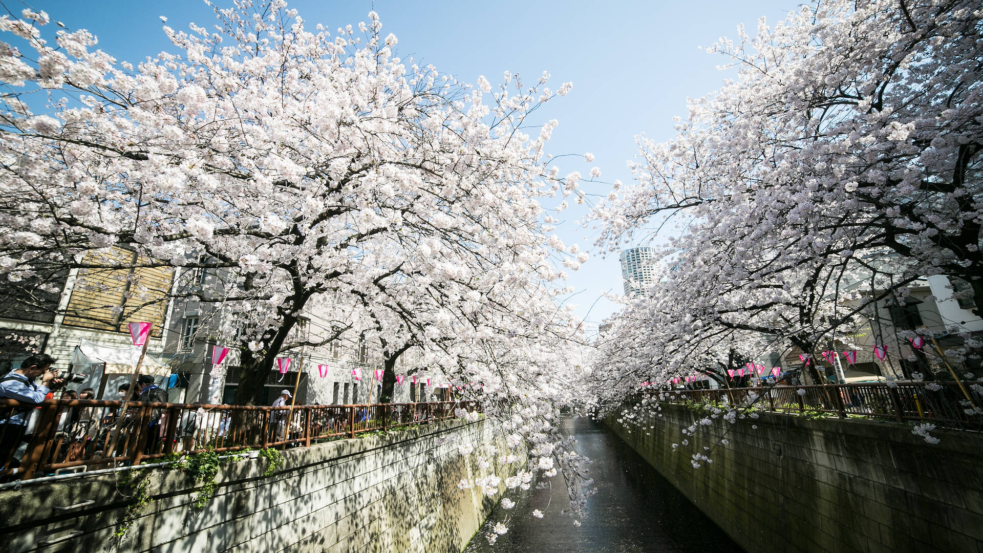 Guide to visiting Tokyo's four seasons | Time Out Tokyo