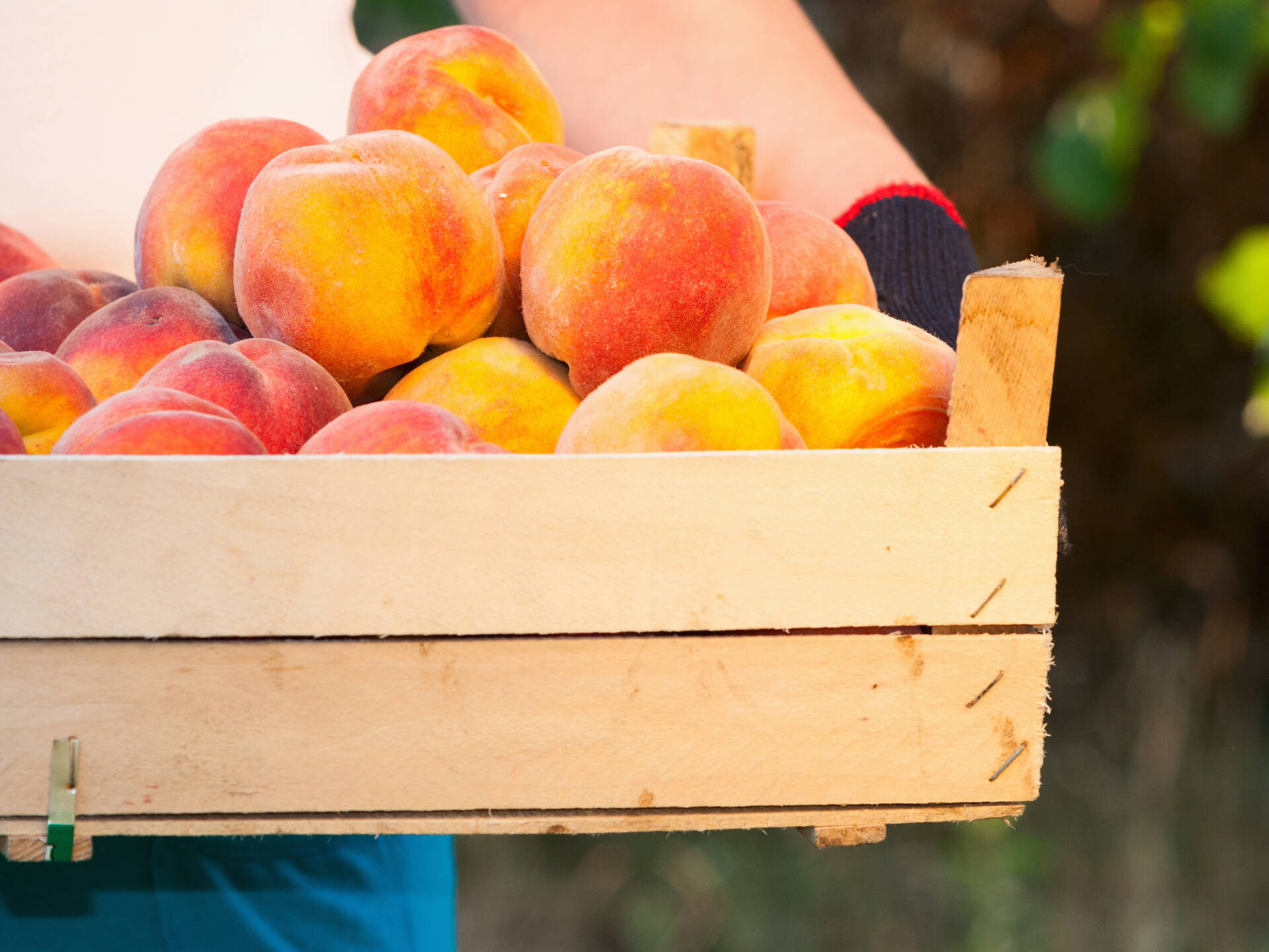 8 Farms for Peach Picking Near NYC This Summer