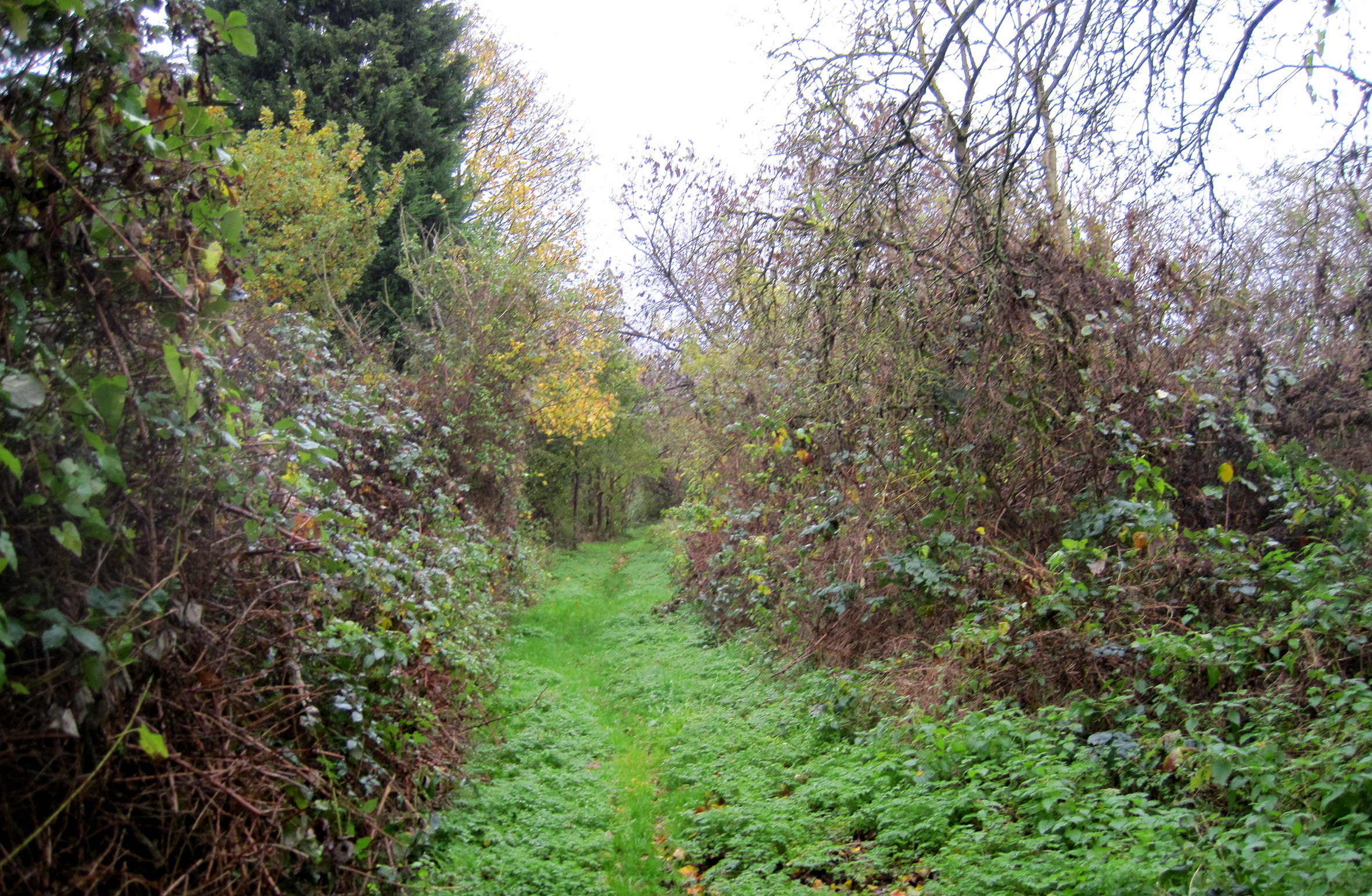 Mill Hill Old Railway Nature Reserve | Attractions in Edgware, London