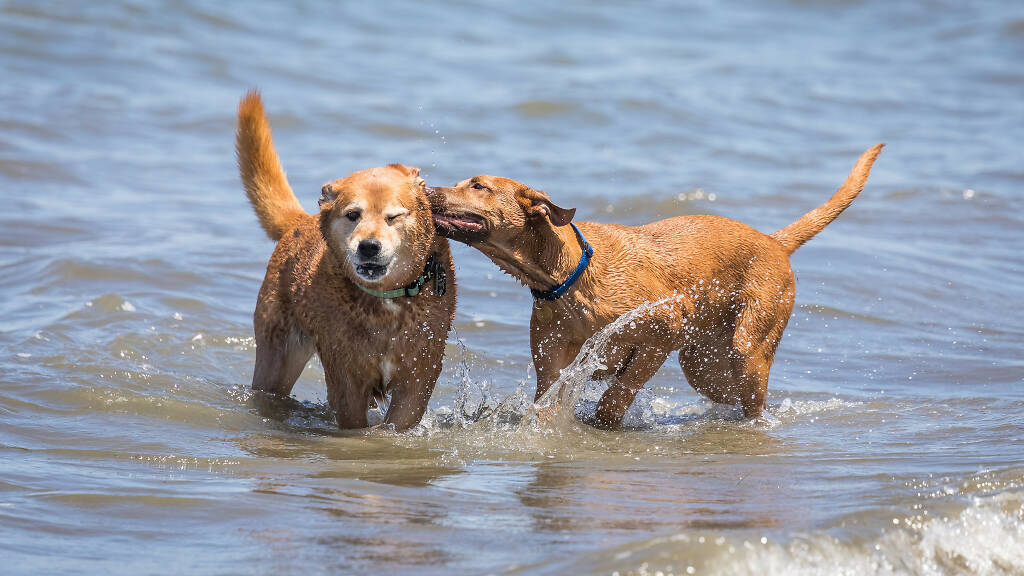 8 Dog-Friendly Beaches and Waterfronts in Miami and South Florida