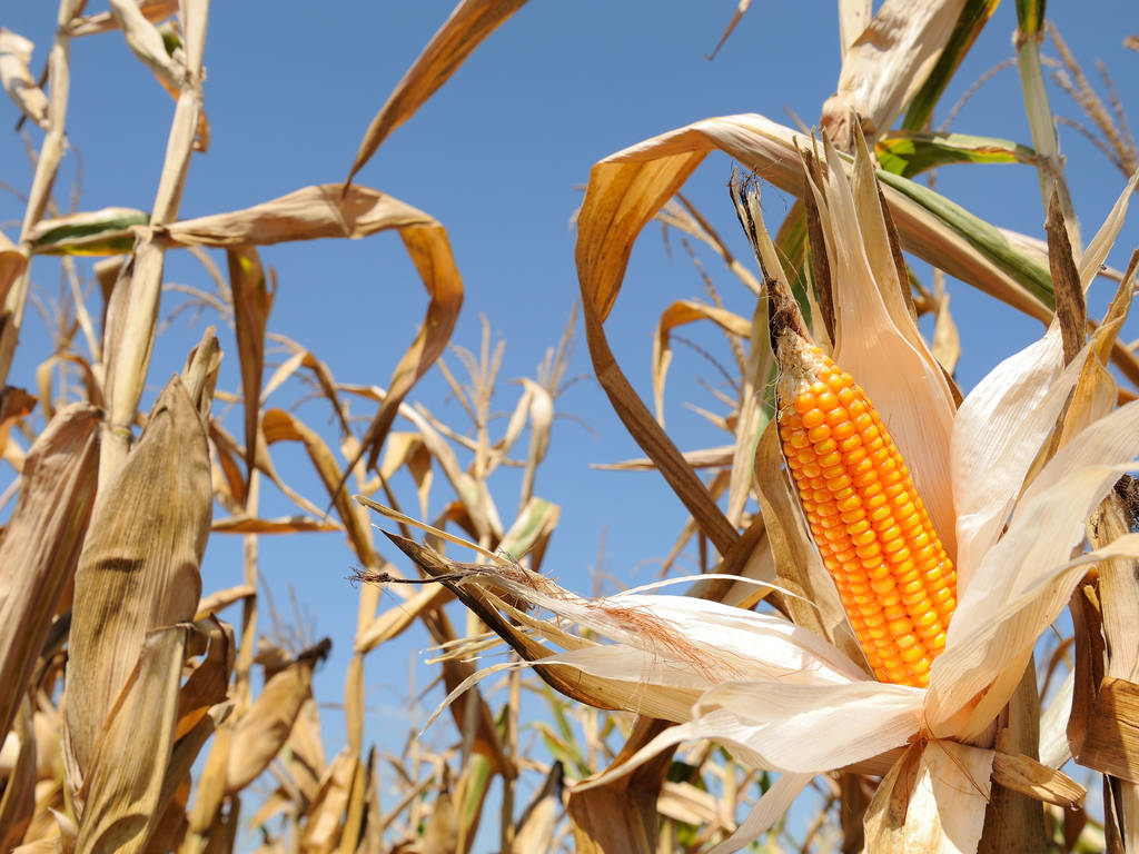 12 Best Corn Mazes Near NYC