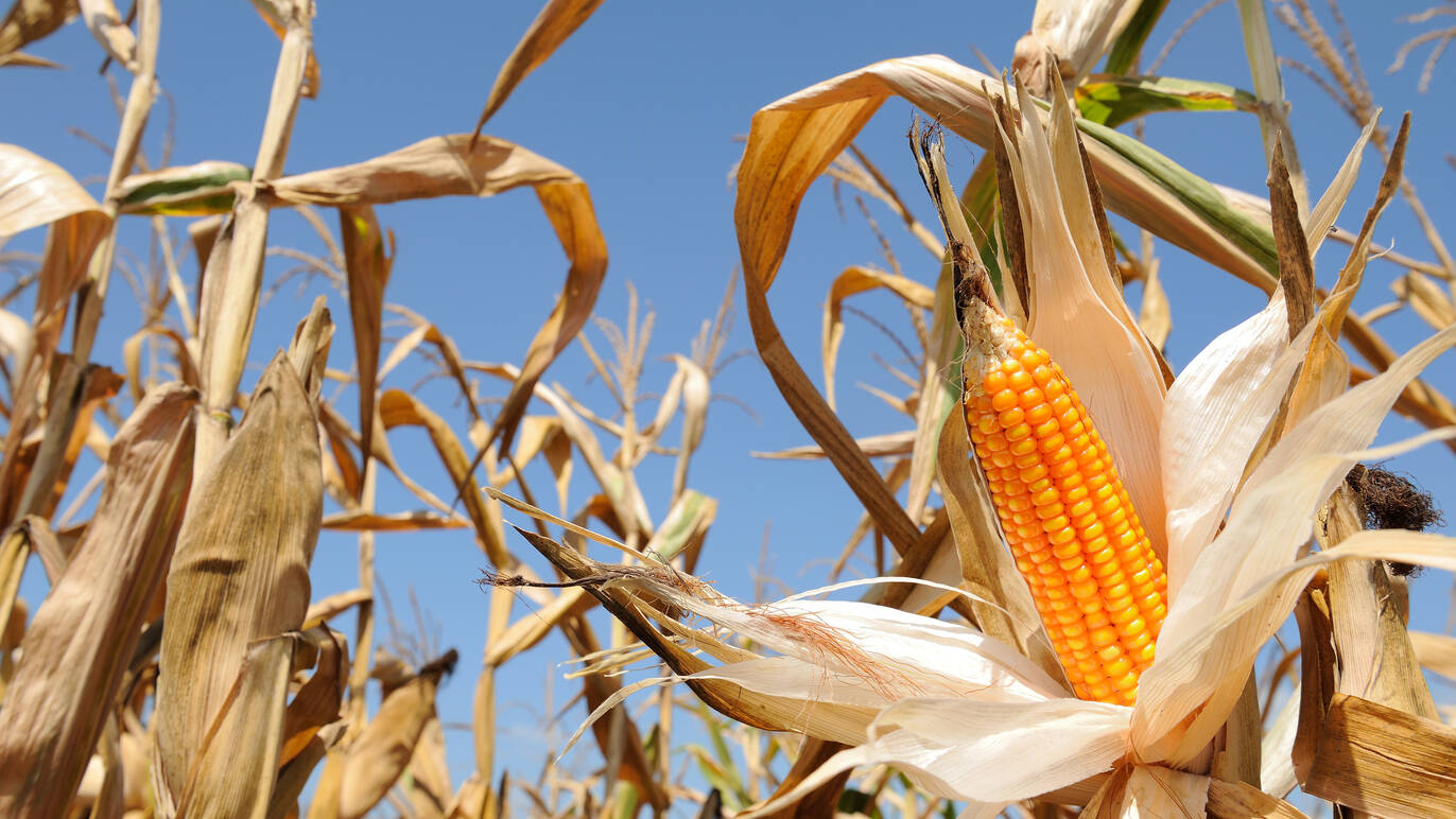 12 Best Corn Mazes Near NYC