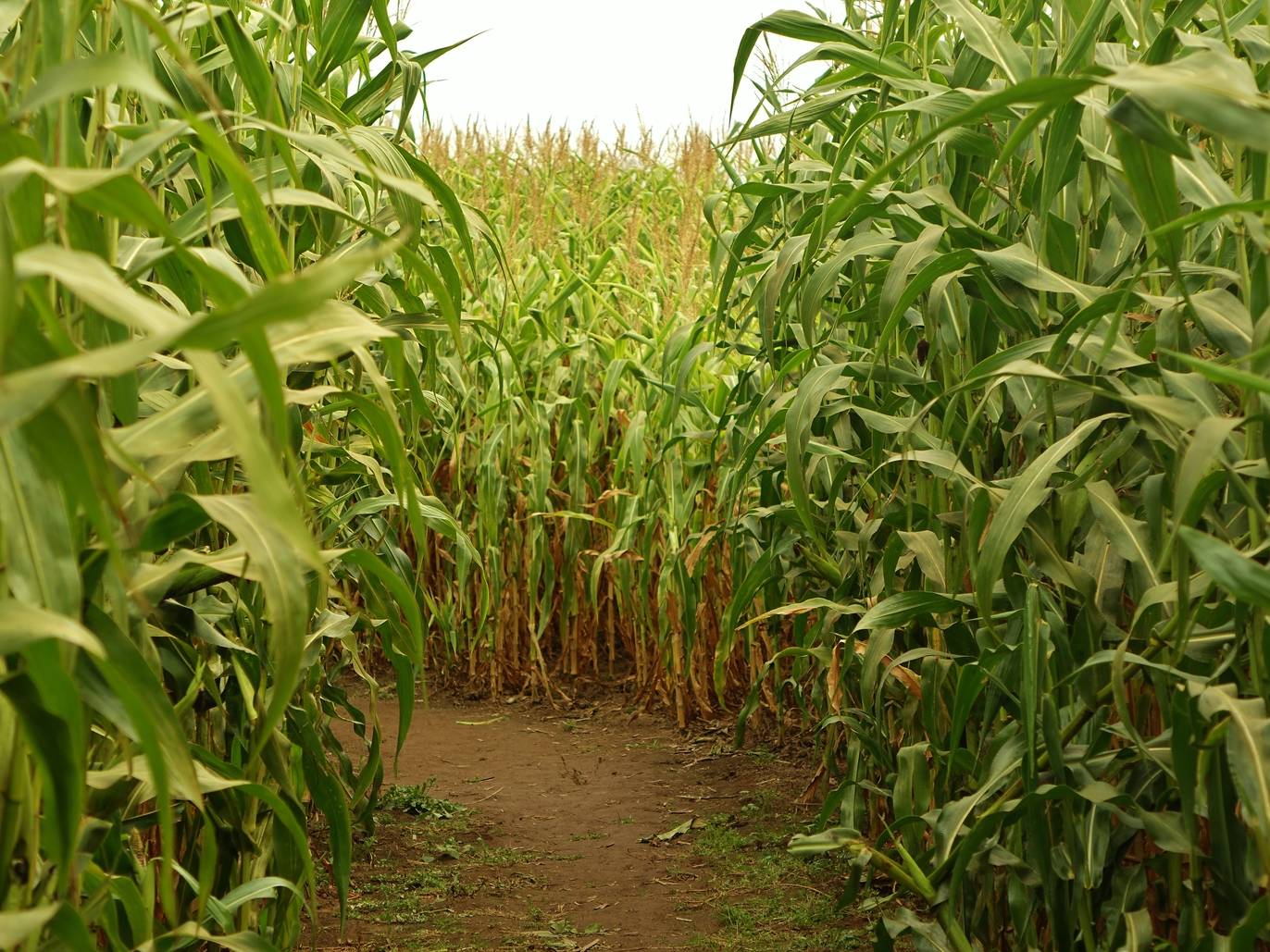12 Best Corn Mazes Near NYC