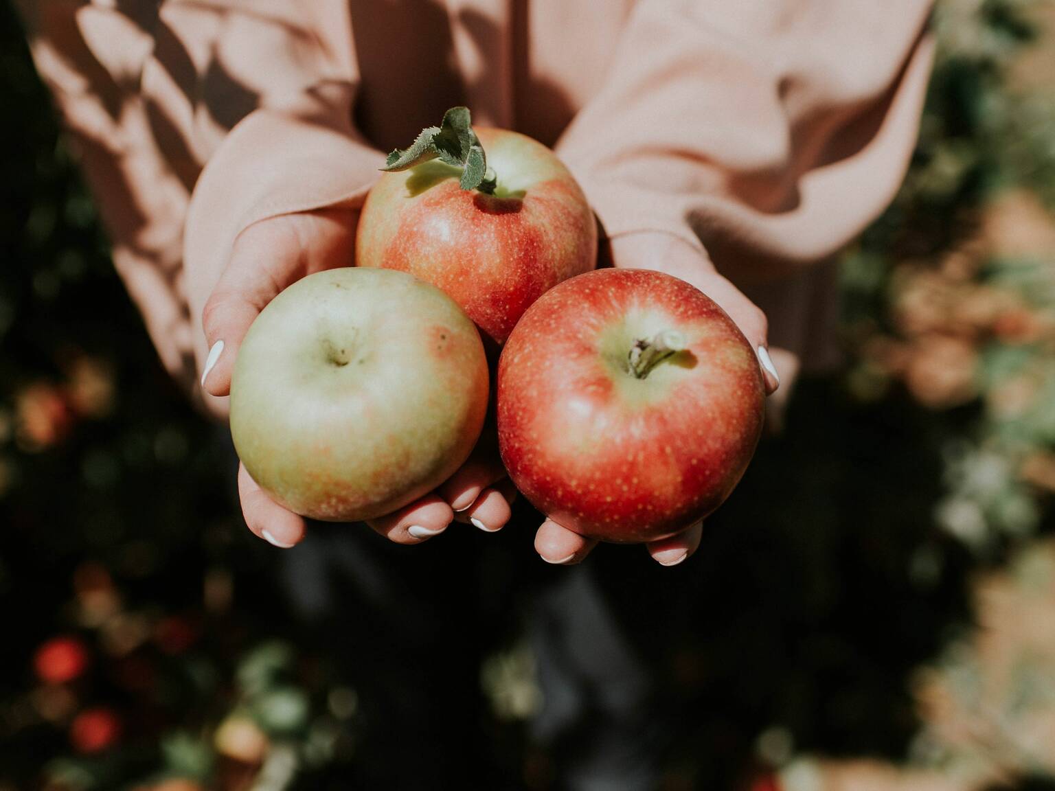 Best Places to Go Apple Picking Near Los Angeles in the Fall