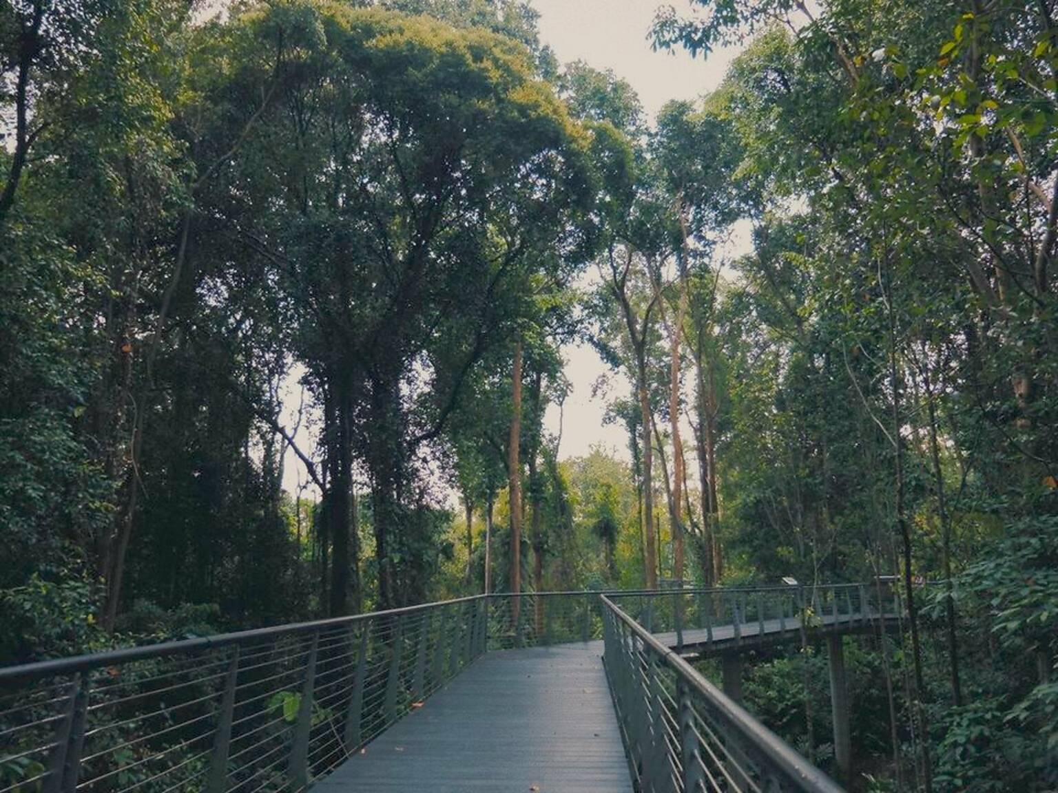 Hiking in Singapore: 18 Amazing Walking Trails For Trekkers To Try