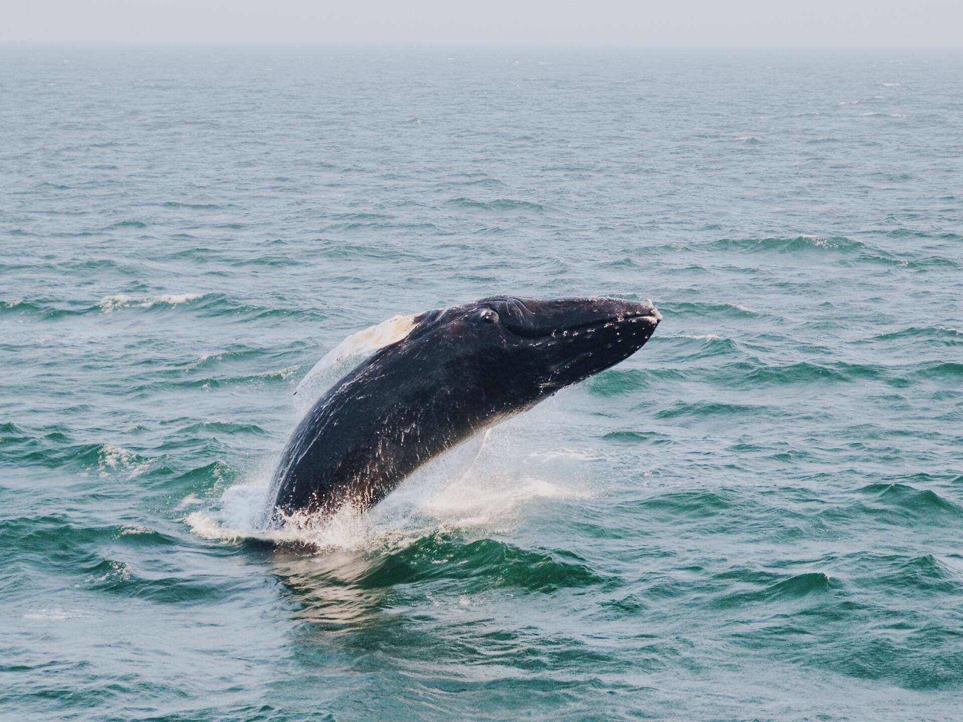 13 Best Whale Watching Spots In Australia [2026 Guide]