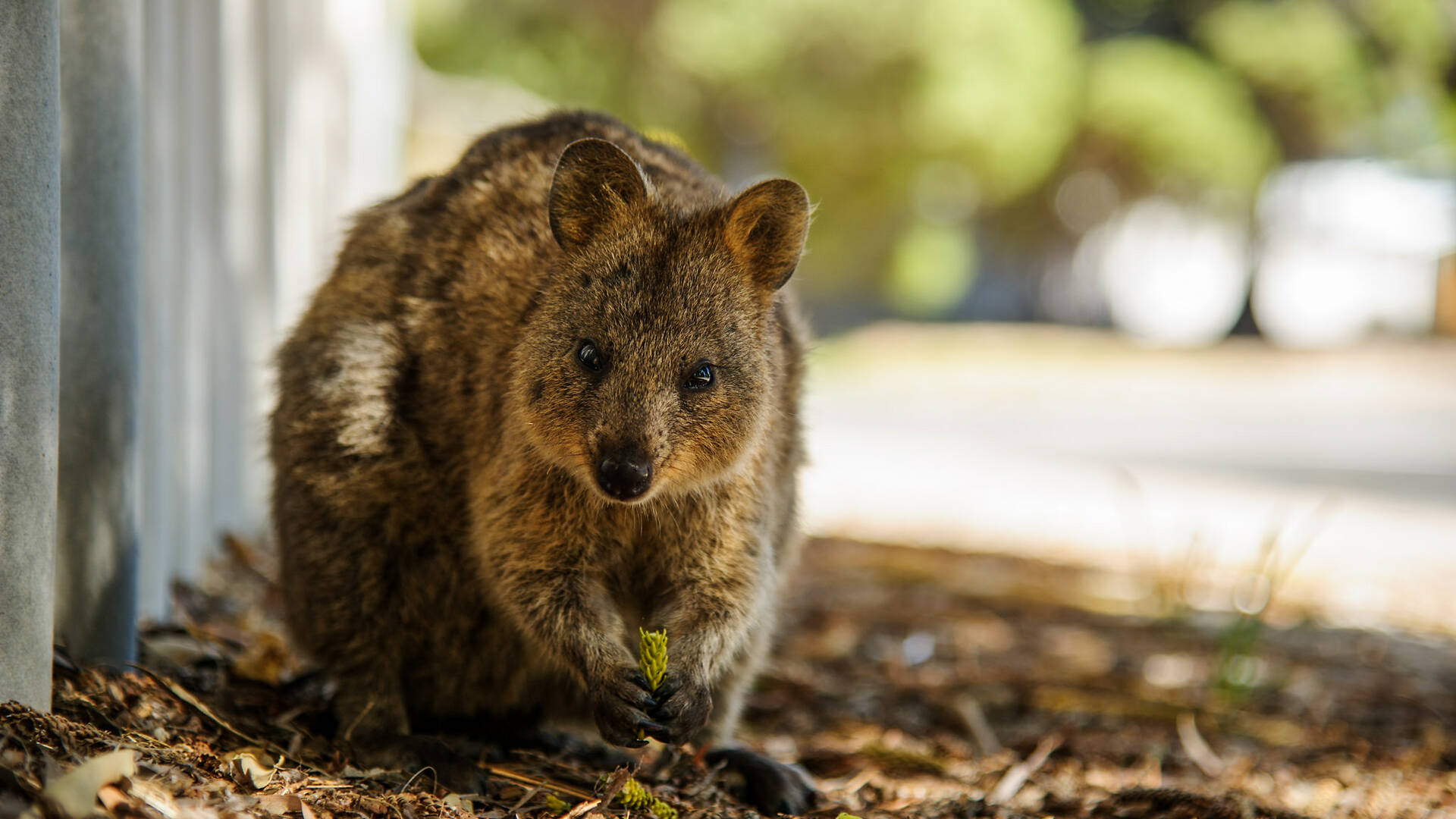 The 50 best things to do in Australia at least once in your life