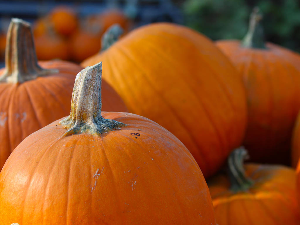 11 Best Pumpkin Patches Near Philadelphia