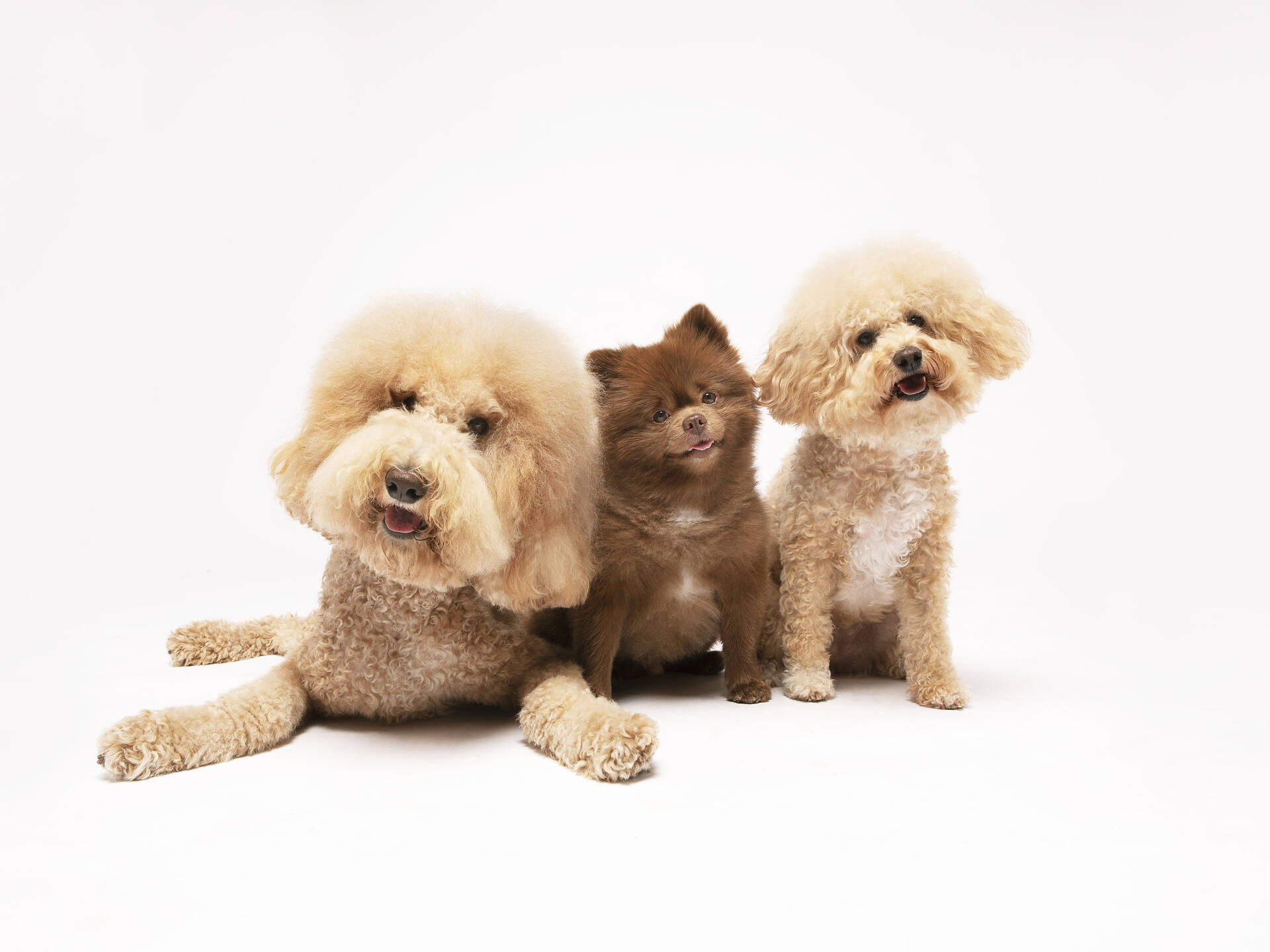 Pets guide to NYC: Pet adoption centers, dog-friendly restaurants and more