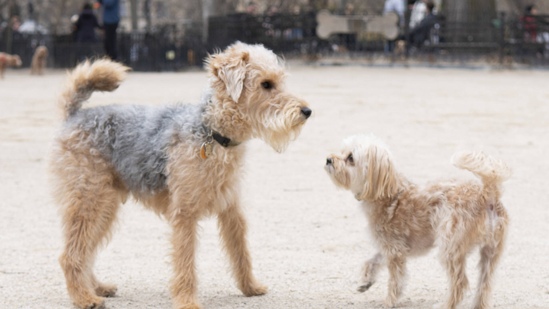 17 Best Dog Parks in New York City