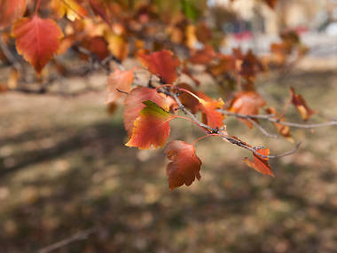 26 Best Places to See Fall Colors in Chicago