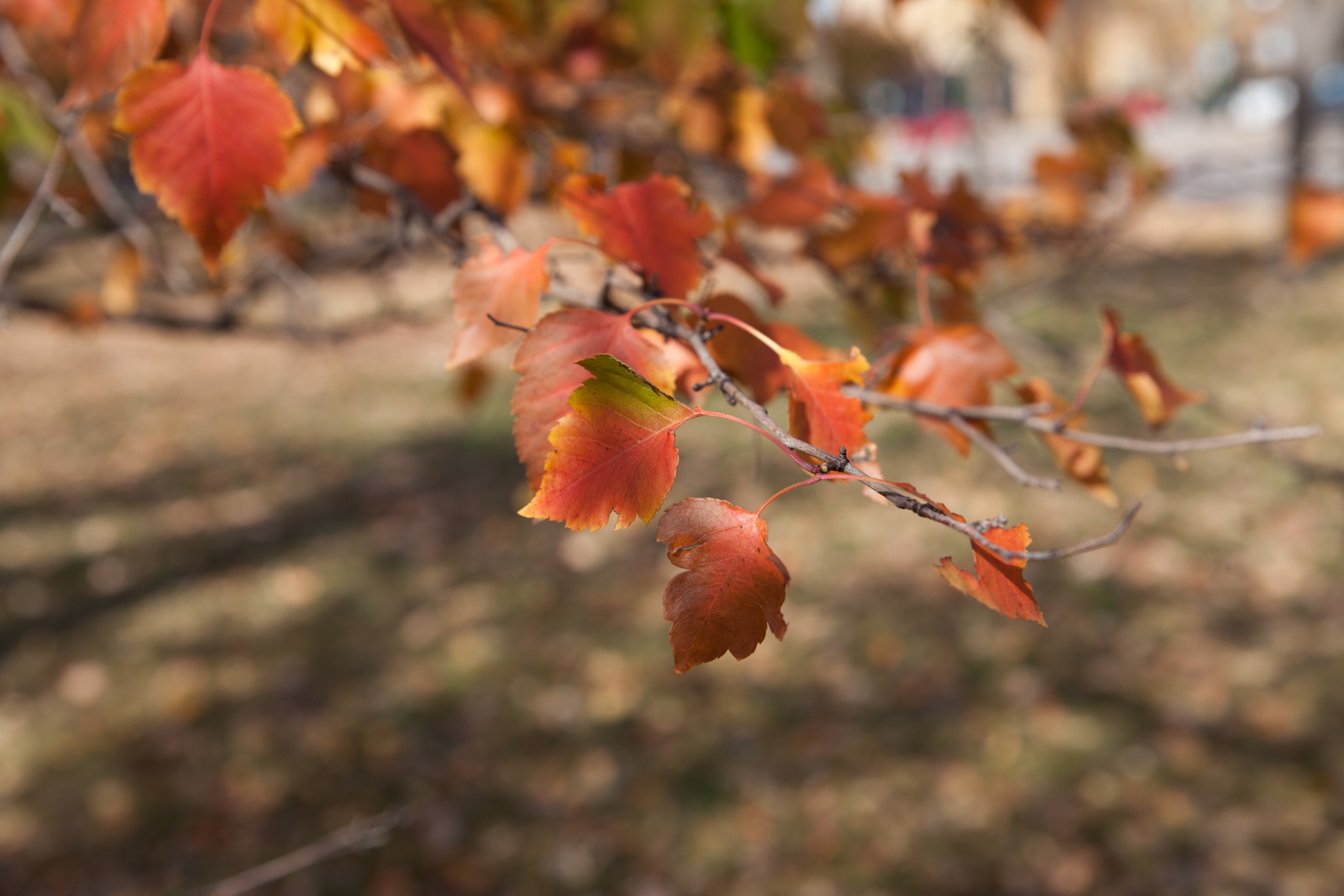 19 Best Places to See Fall Foliage in Chicago in 2020