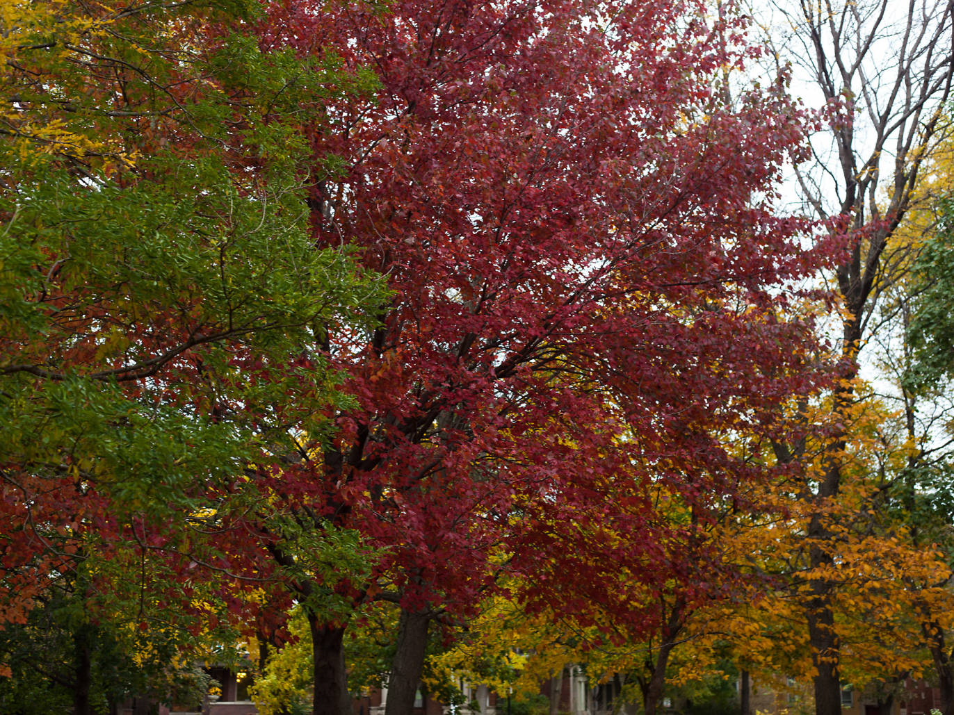 21 Best Places to See Fall Foliage in Chicago in 2022