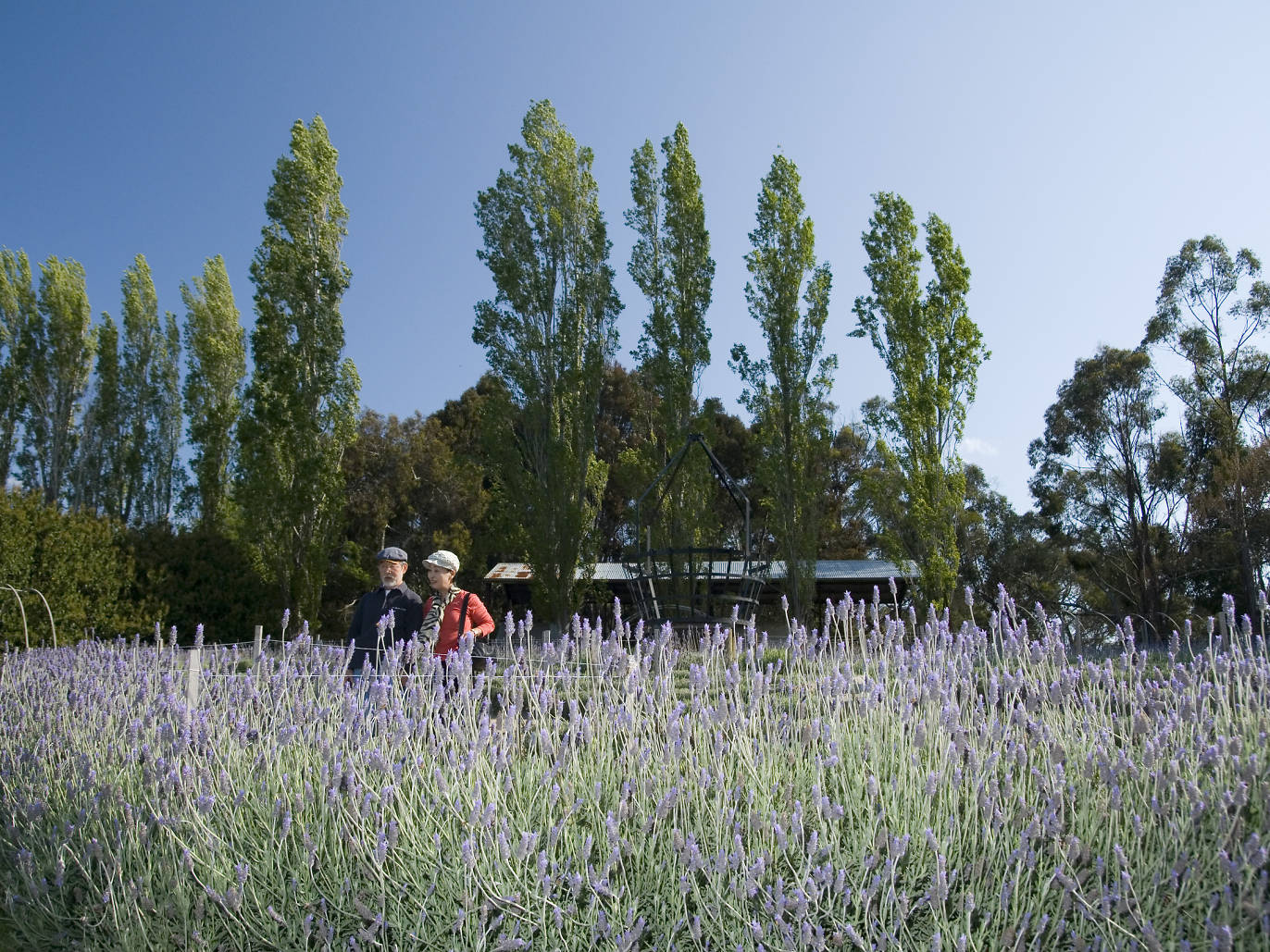 Where to find lavender farms and fields in Victoria