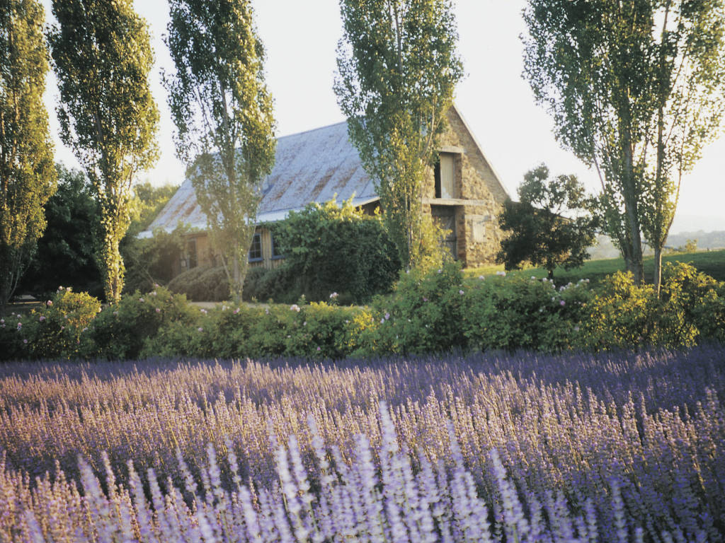Where to find lavender farms and fields in Victoria