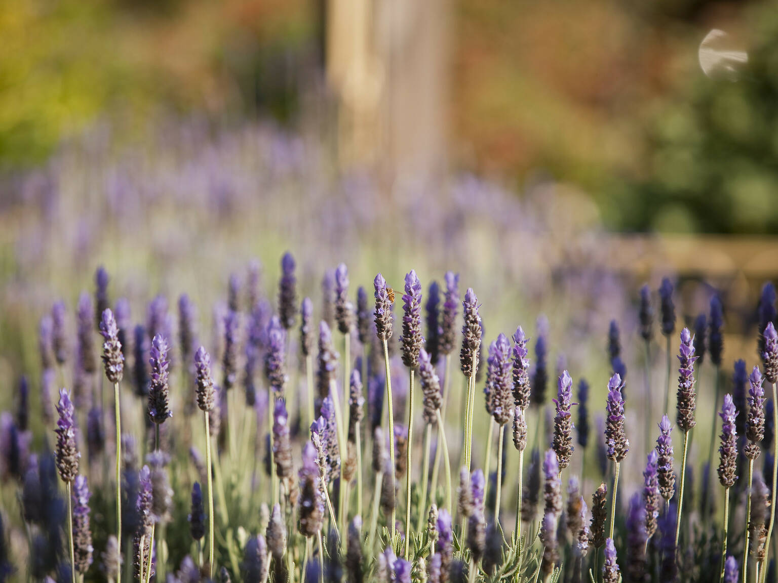 Where to find lavender farms and fields in Victoria