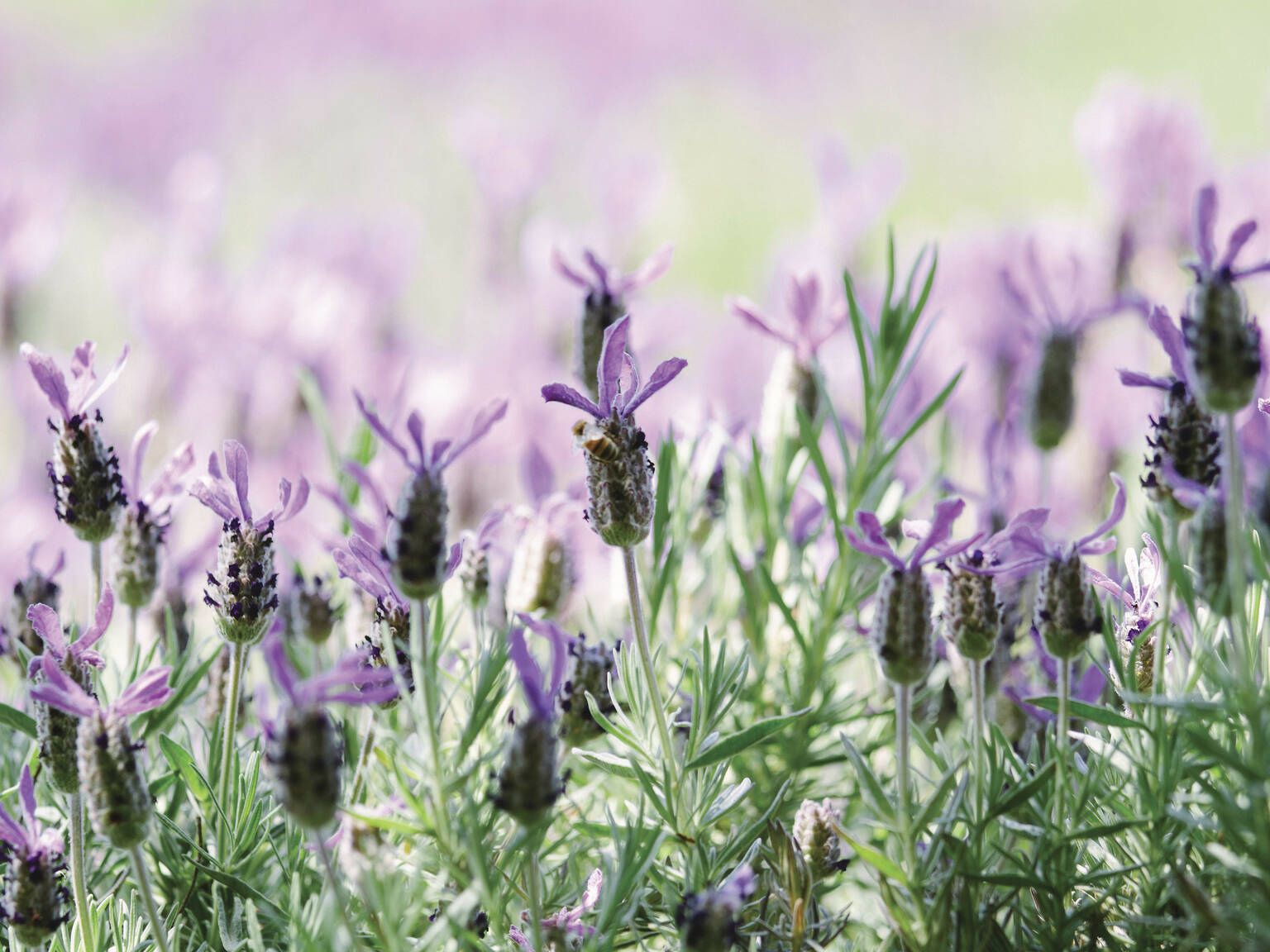 Where to find lavender farms and fields in Victoria