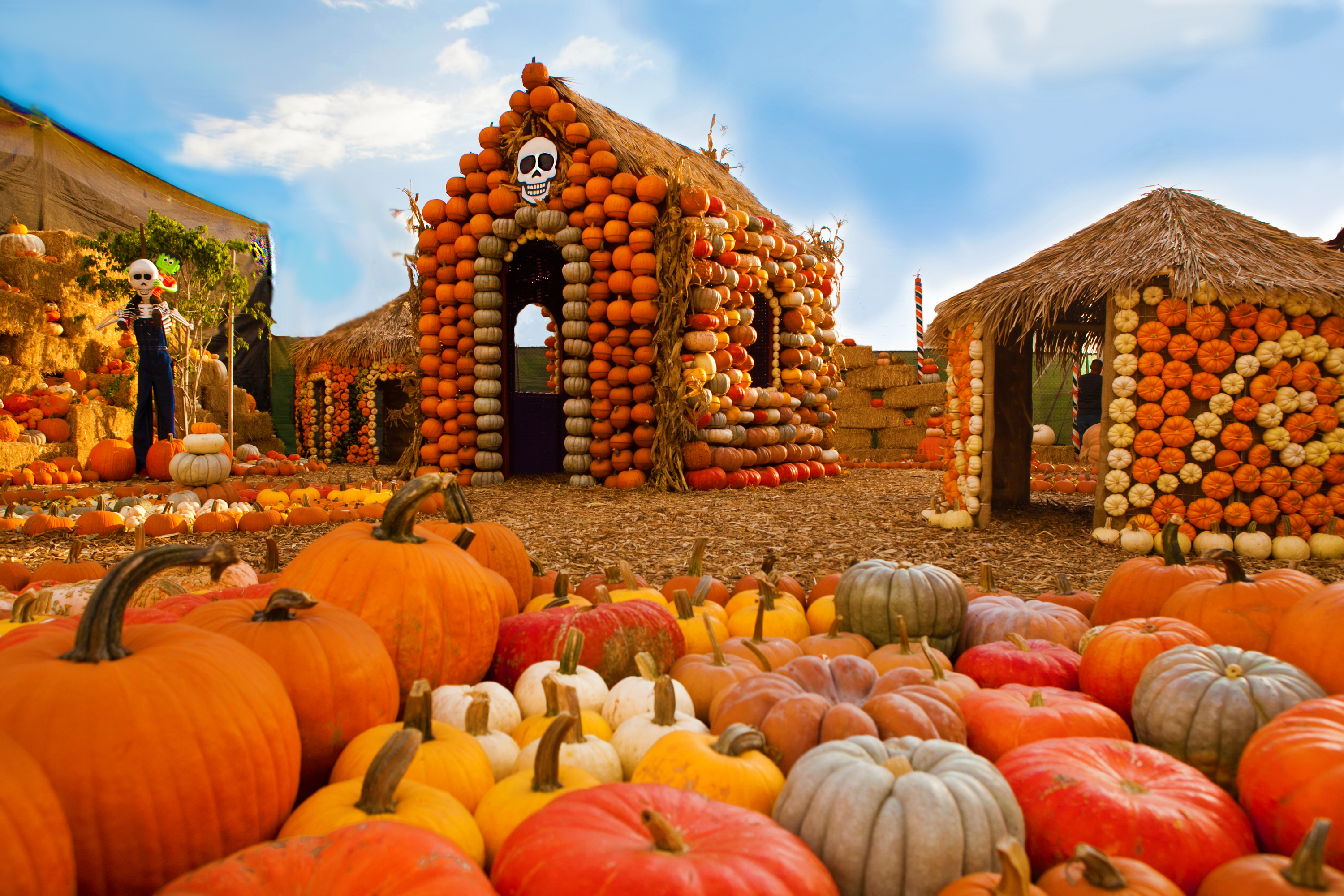 9 Best Pumpkin Patches In Los Angeles For Halloween Fun