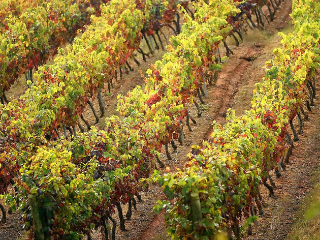 Quinta do Gradil - Enotourism in Lisbon surroundings