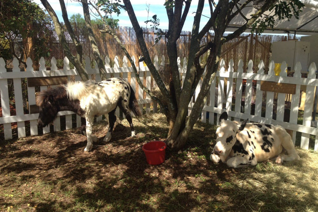 The Little Farm | Things to do in Redlands, Miami