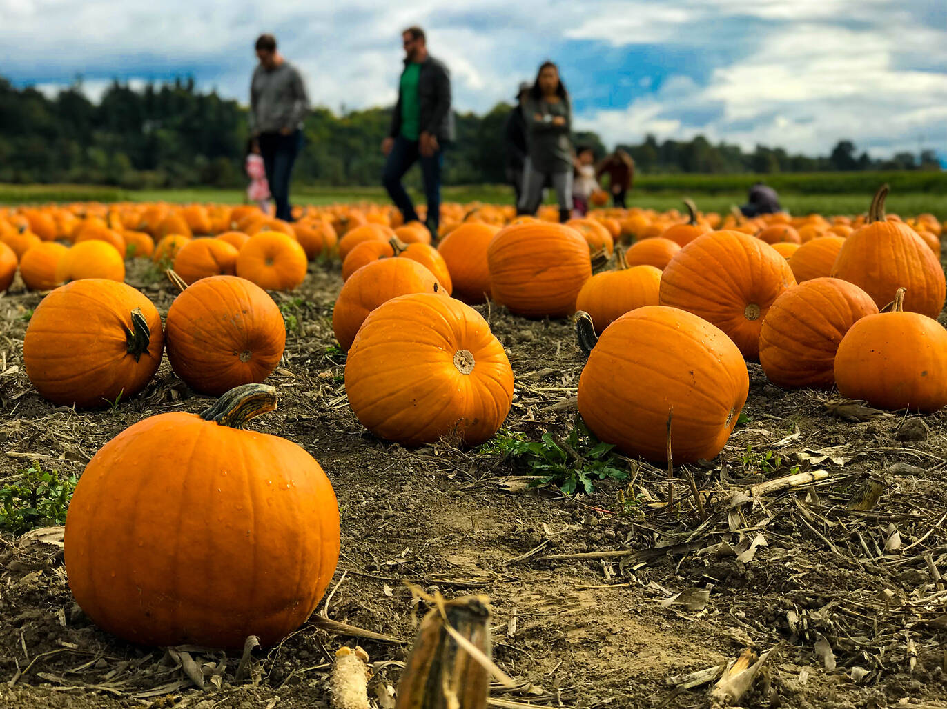 Find Your Perfect Pumpkin Patch in Miami This Fall 2024