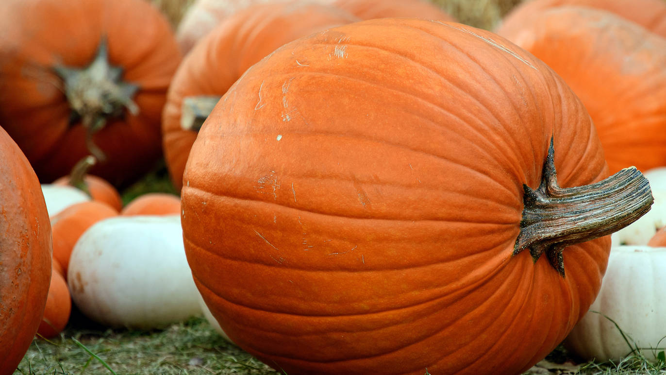 7 Wonderful Pumpkin Patches Miami Families Should Visit in 2021