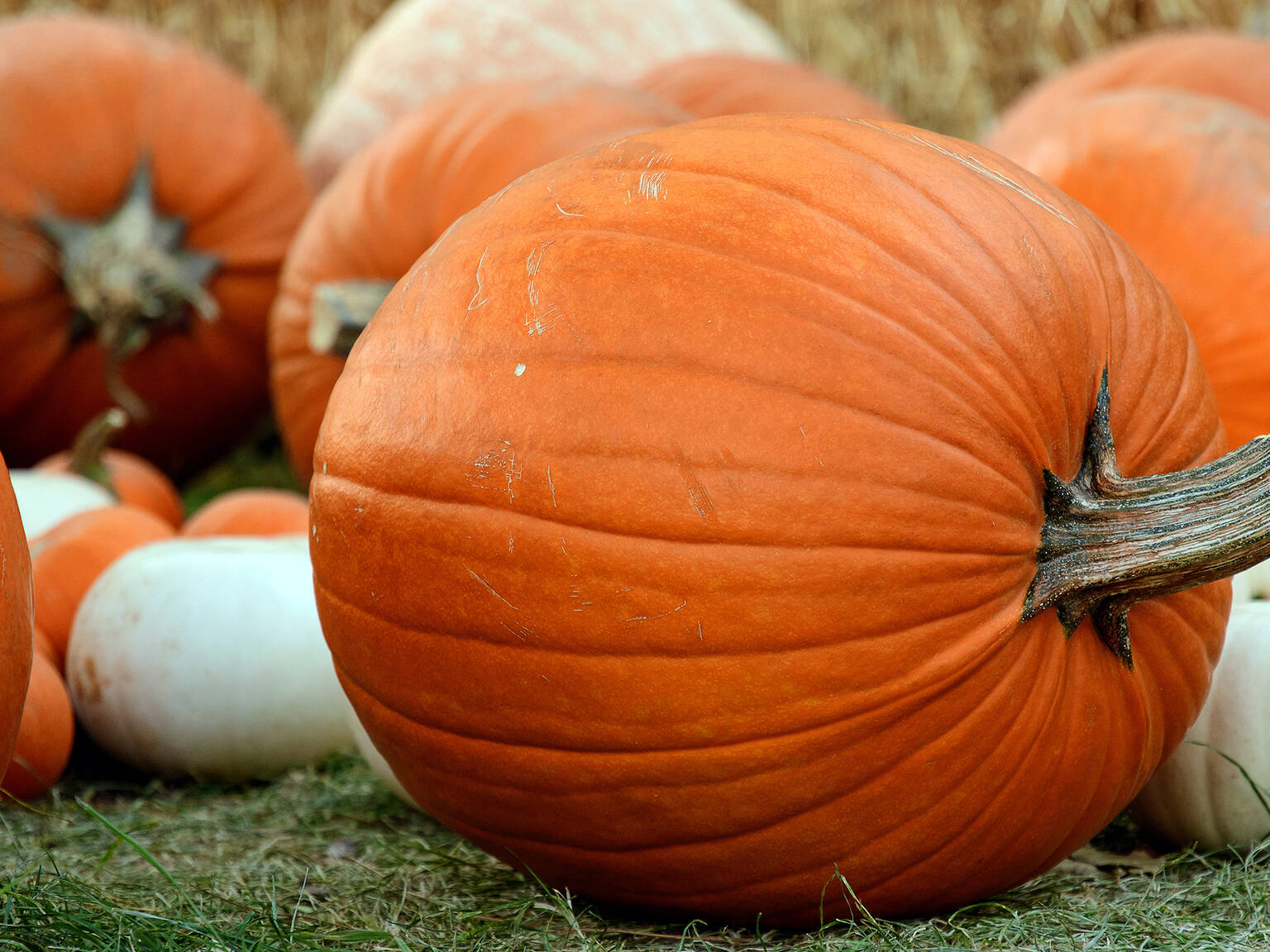 Find Your Perfect Pumpkin Patch in Miami This Fall 2023