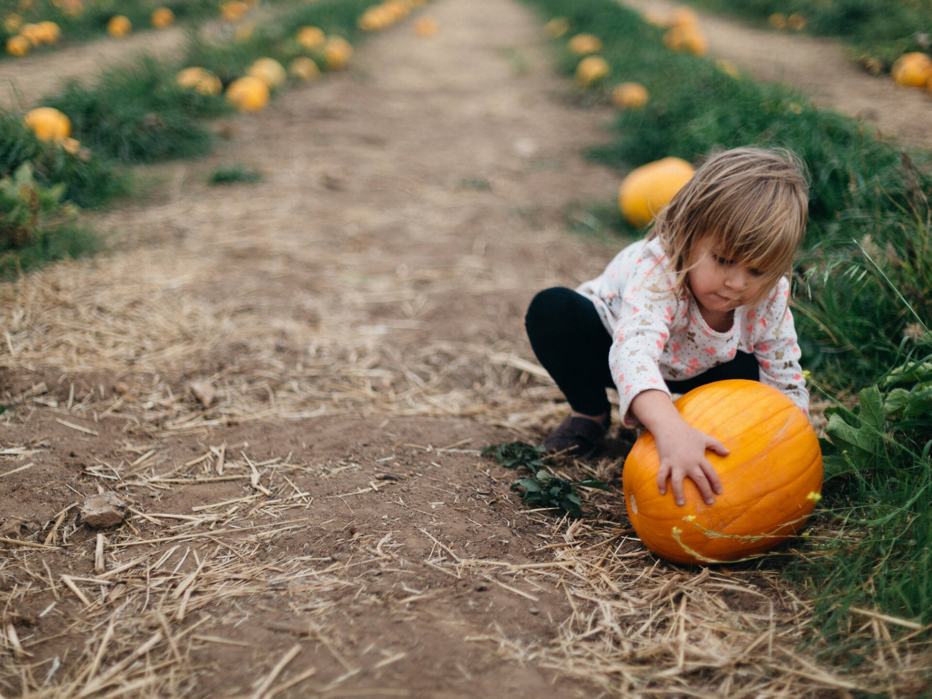 Pumpkin Patches Miami Families Will Love This Fall 2022