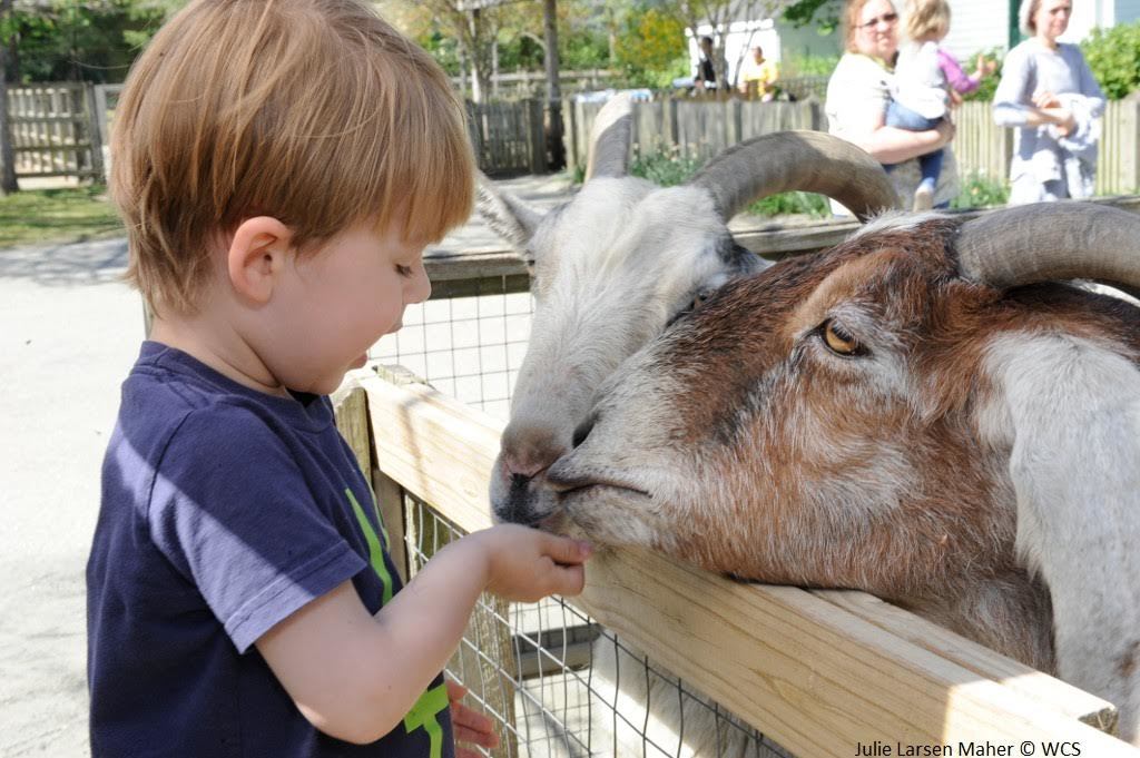 Children's Zoo Mornings | Attractions in New York Kids