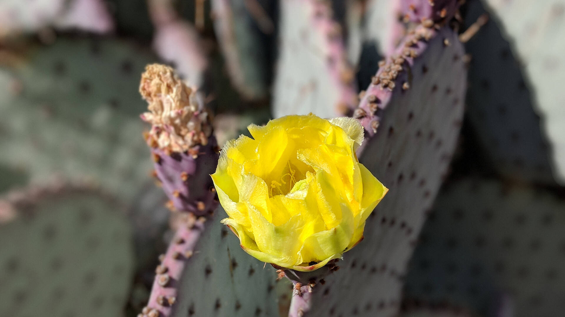 8 Cactus Gardens in L.A. for Succulent Obsessives
