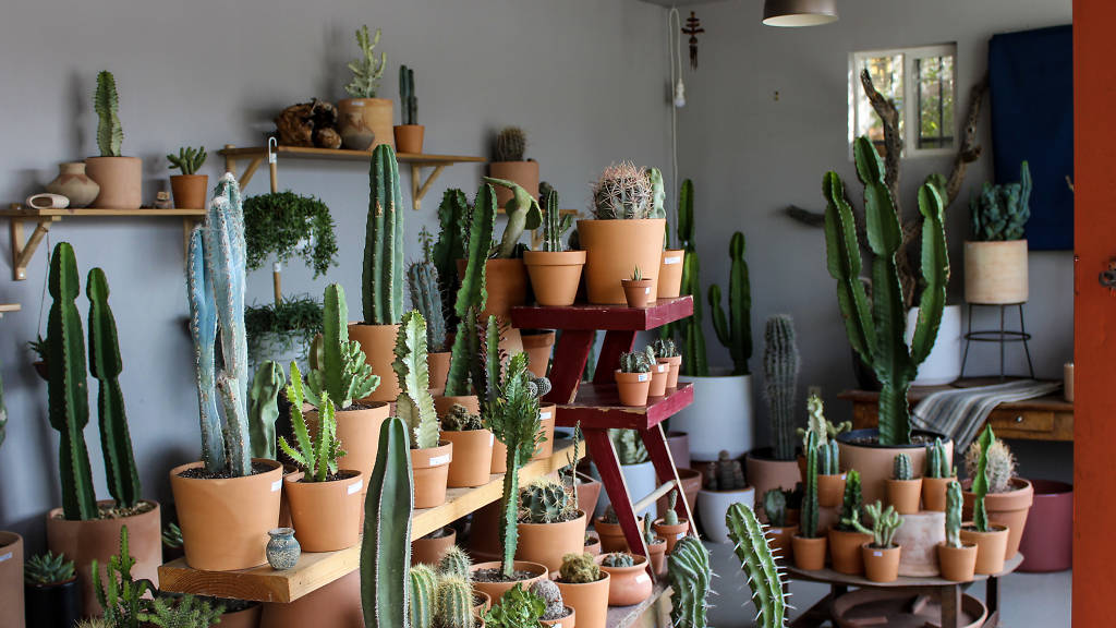 8 Cactus Gardens in L.A. for Succulent Obsessives