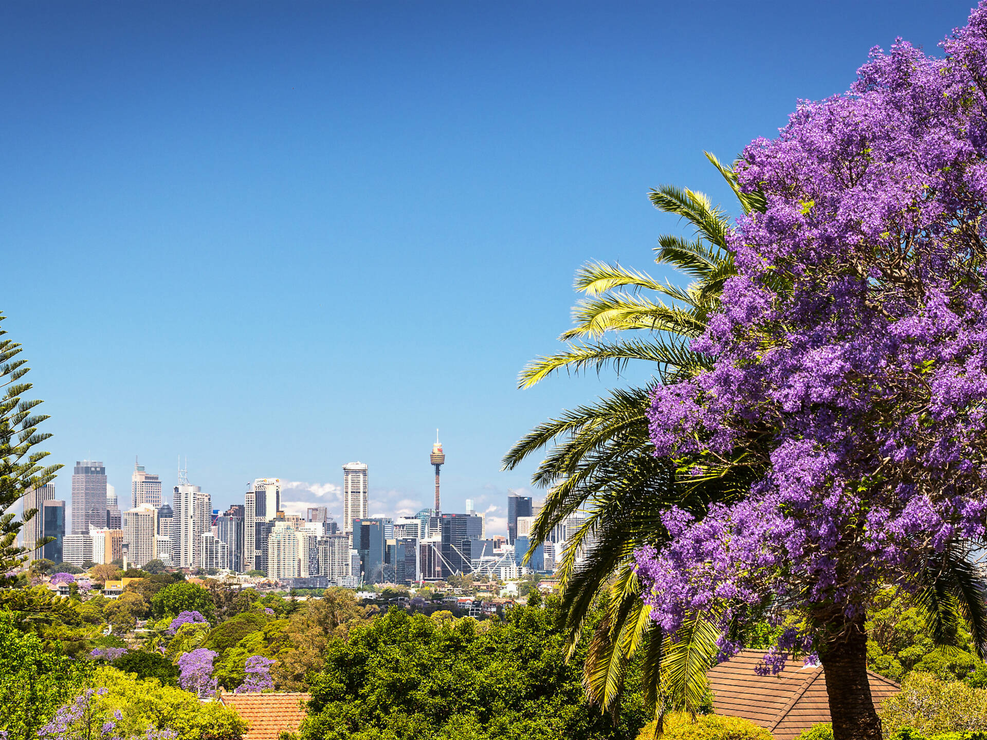 The 8 best places to see jacarandas in Sydney and NSW