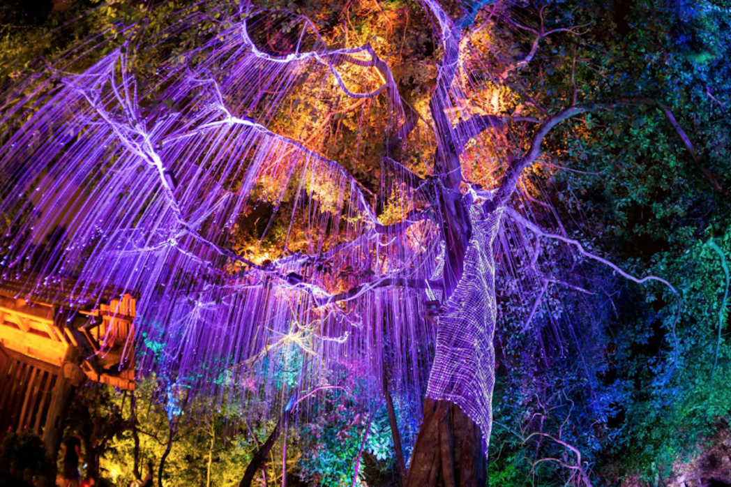 Friendly Creatures of the Night | Things to do in Miami