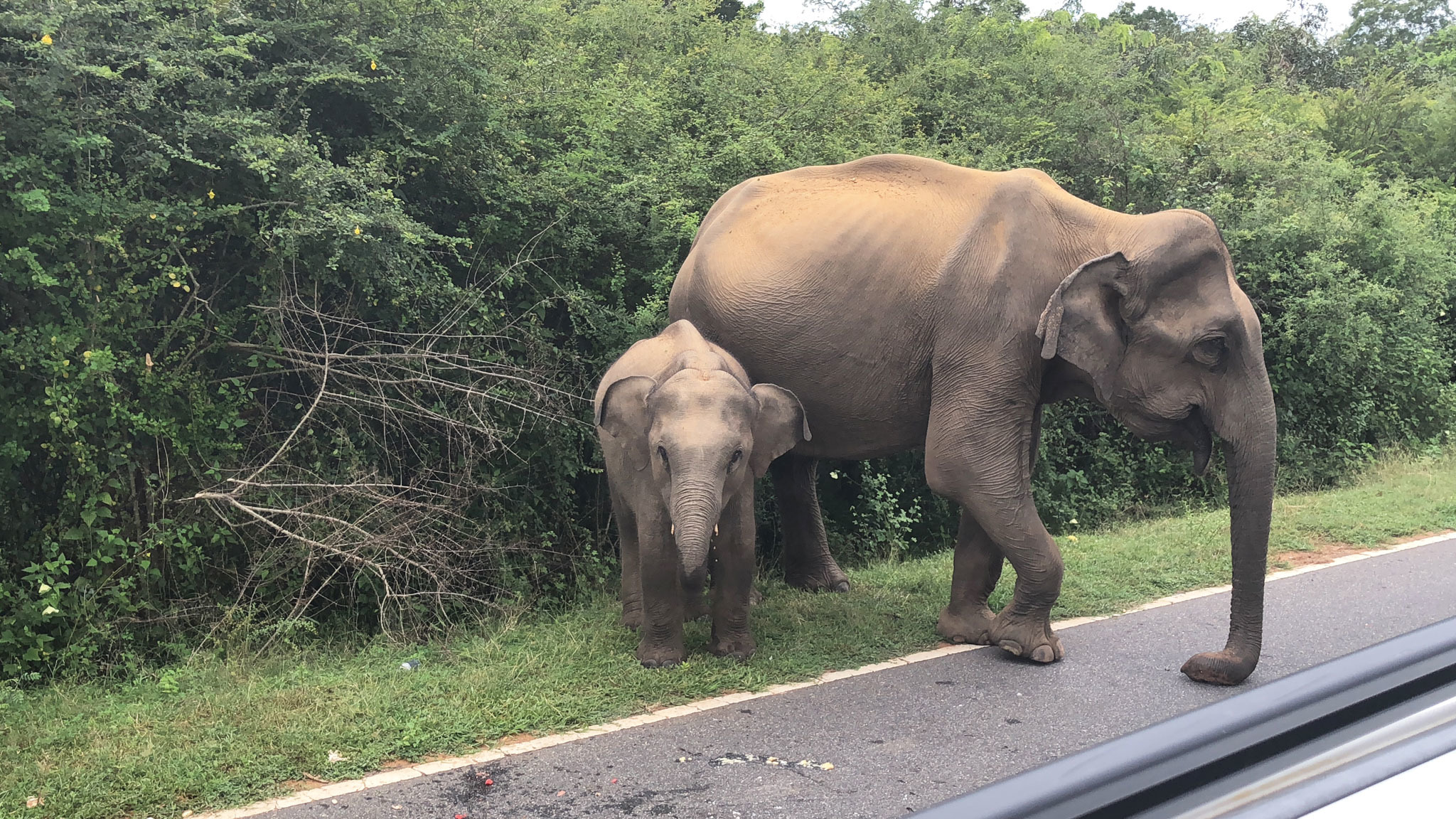 A drive along Buttala-Sella Kataragama Road