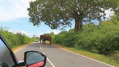A drive along Buttala-Sella Kataragama Road