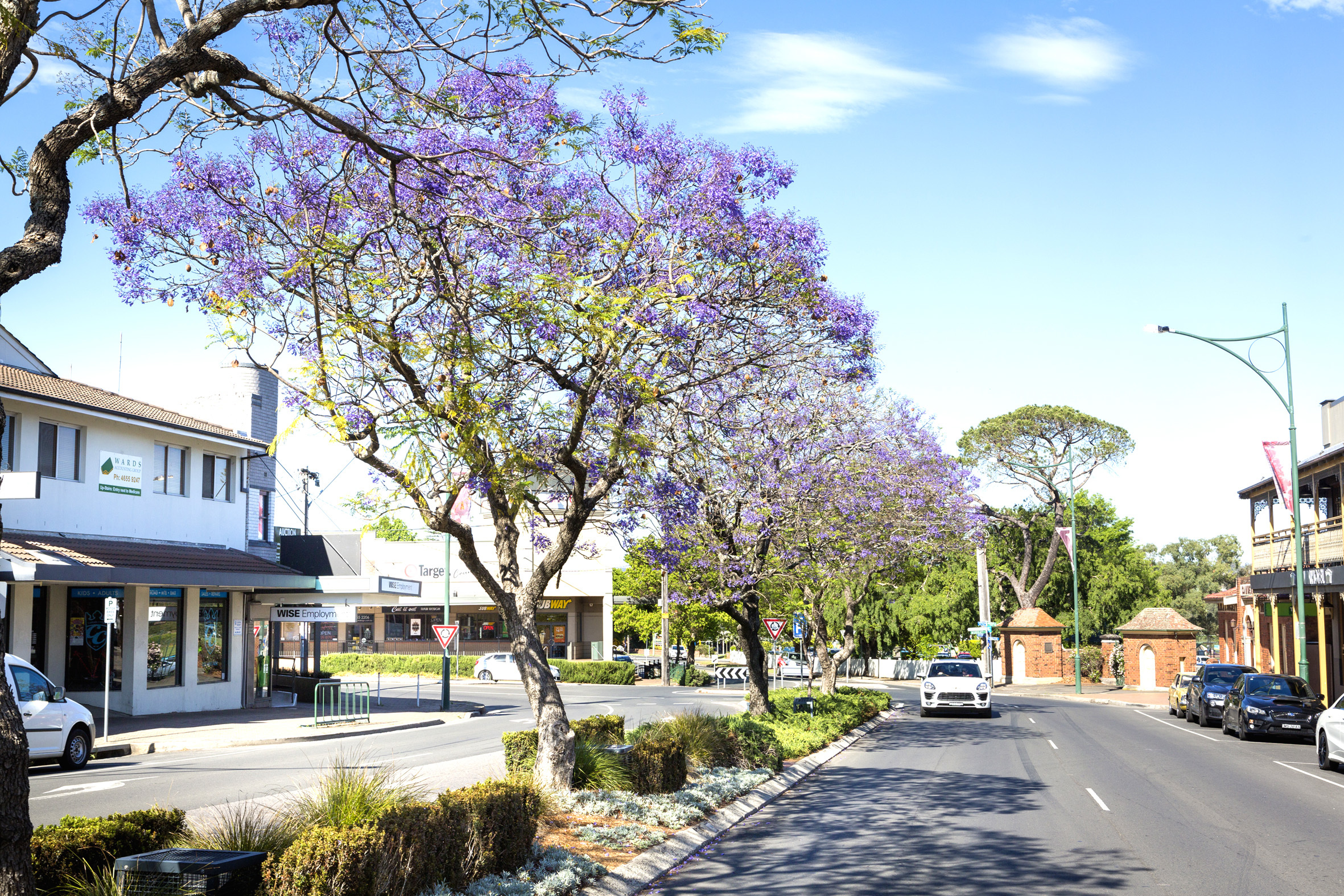 Jacaranda Festival | Things to do in Sydney