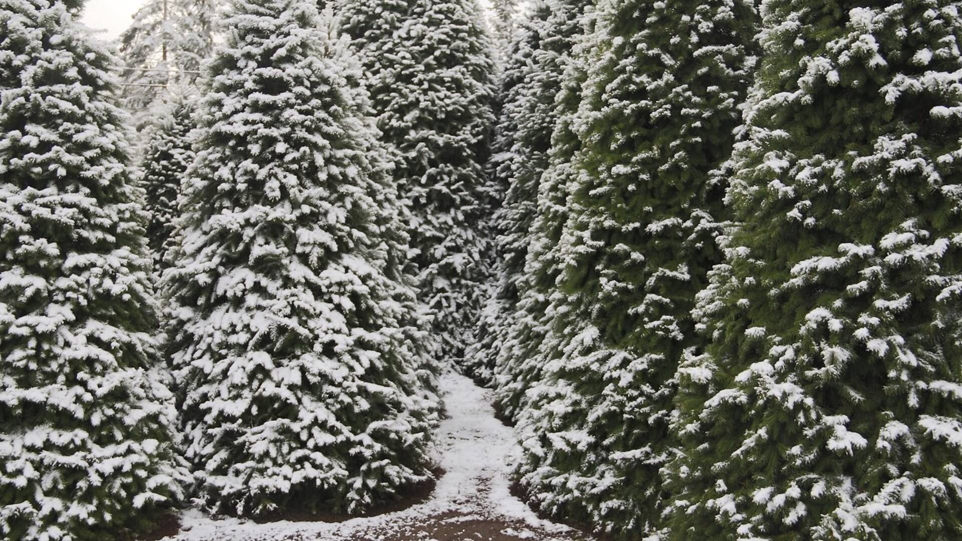 9 Best Christmas Tree Farms Near NYC