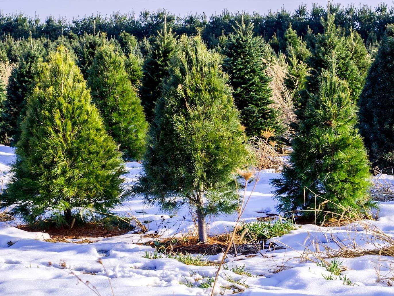 9 Best Christmas Tree Farms Near NYC