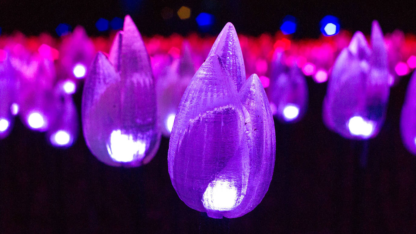 'Enchanted: Forest of Light' is bringing magic back to Descanso Gardens ...